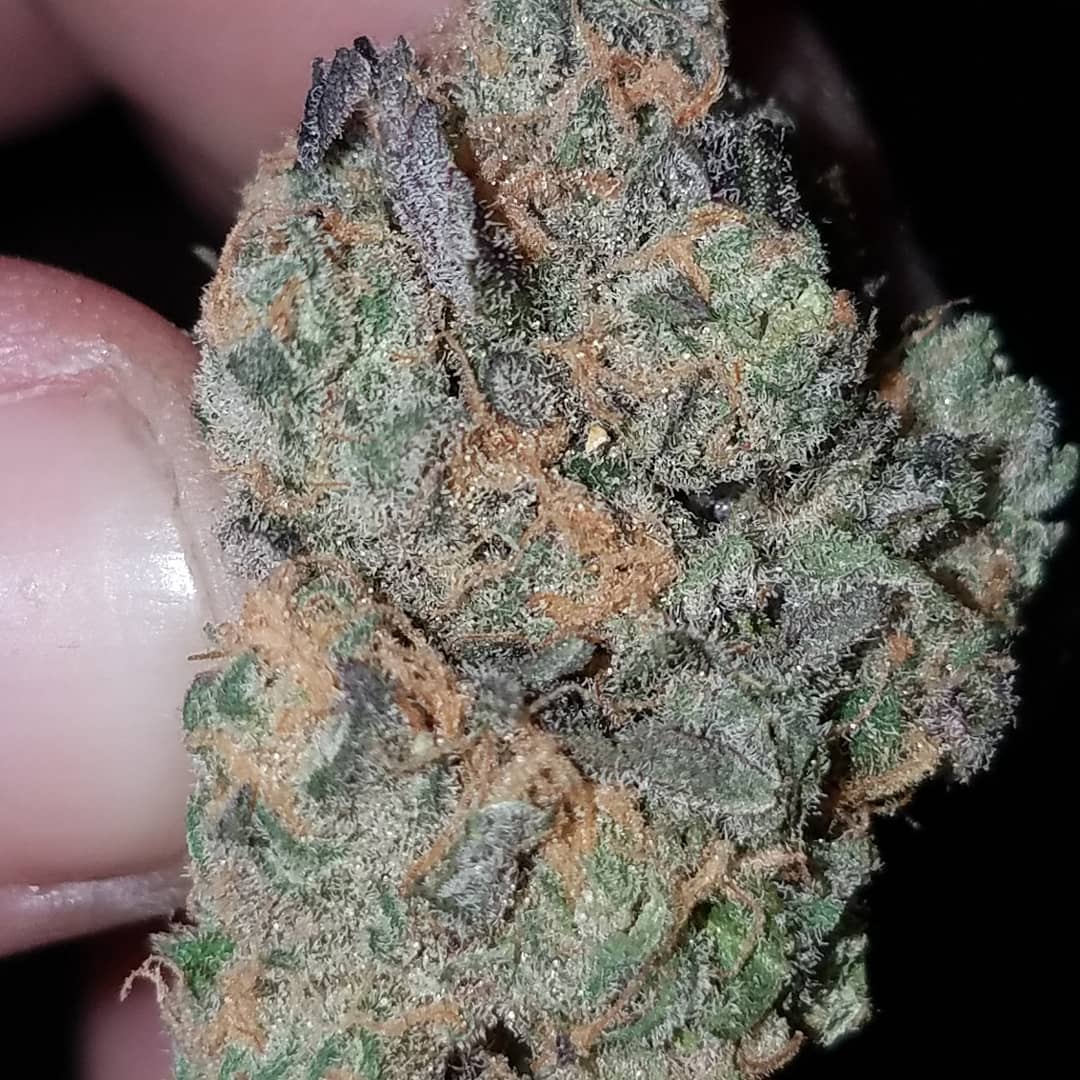 OG Deluxe | Scrolller