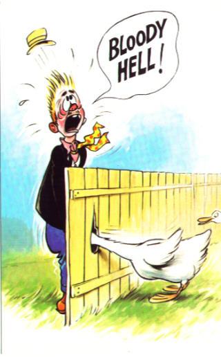 Oh, 🦆!! | Scrolller