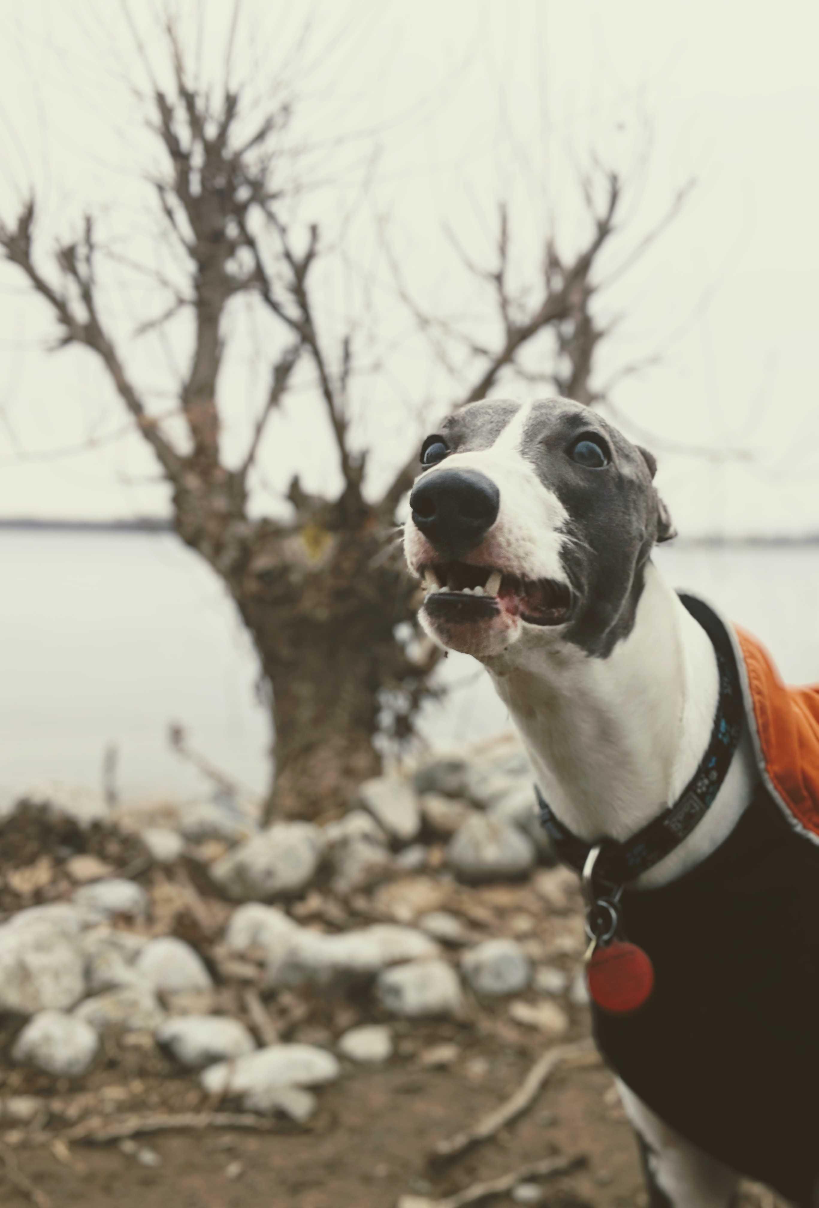 Oh Bowie, you'll learn to smile one day | Scrolller