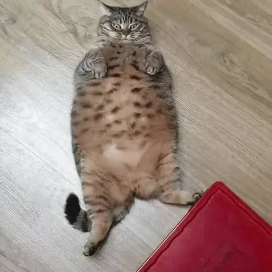 Oh lawd he dootin' | Scrolller