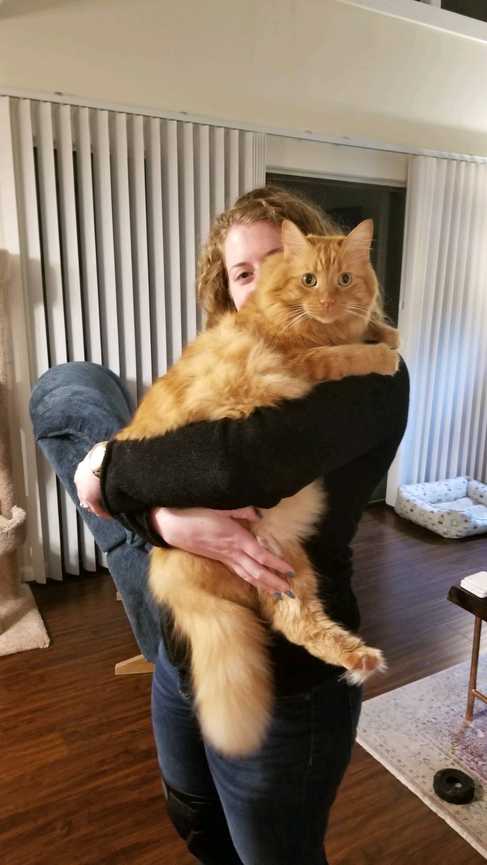 Oh lawd he m a j e s t i c | Scrolller