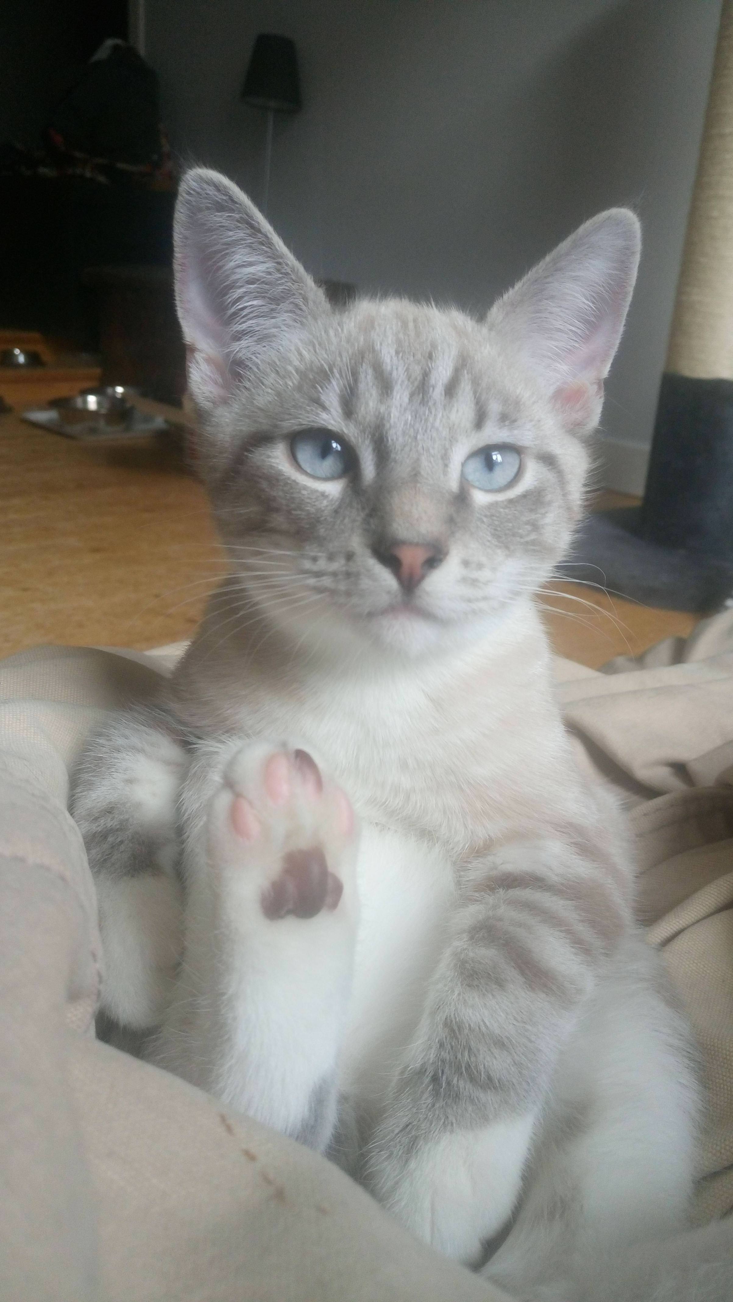 Ok I'll show you one paw. | Scrolller