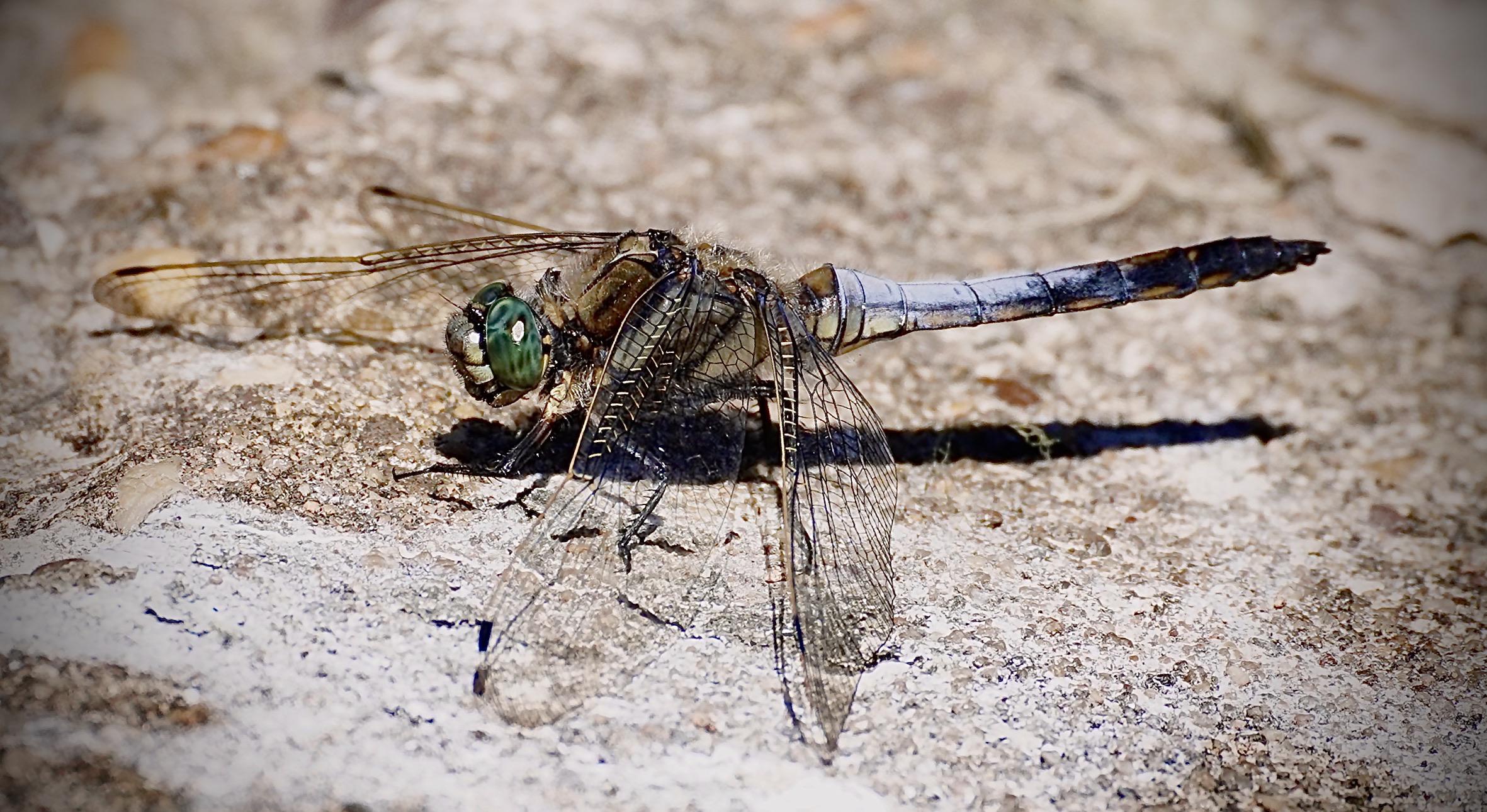 Ol’ Green Eyes~ a common bank dragonfly, up close and personal. | Scrolller