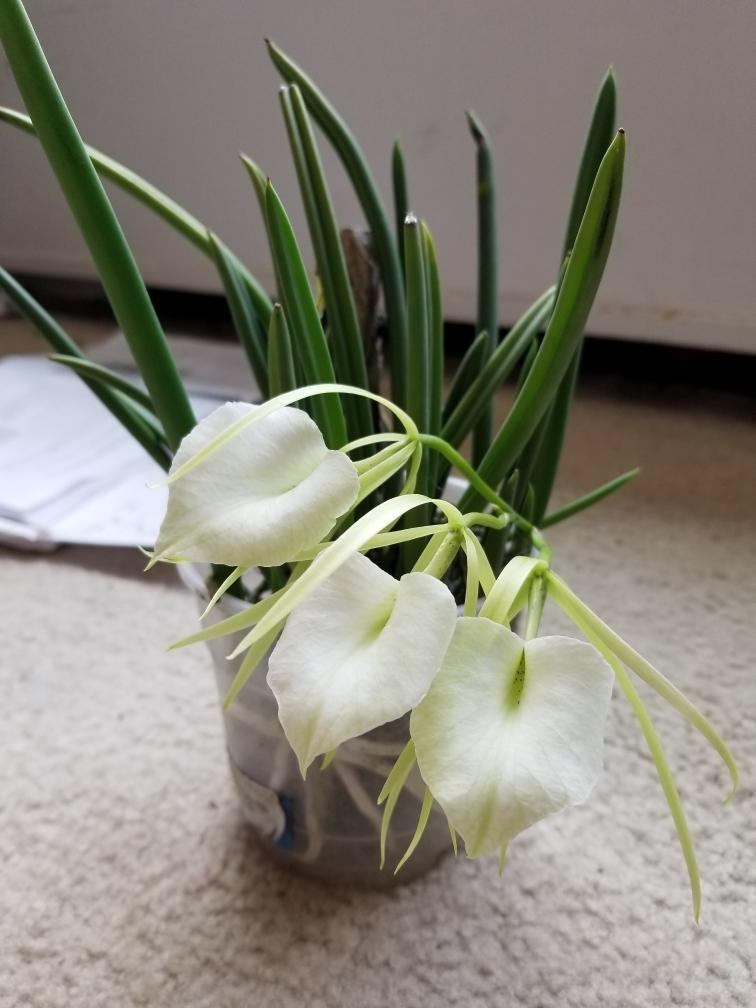 Old Faithful doing her thing | Scrolller