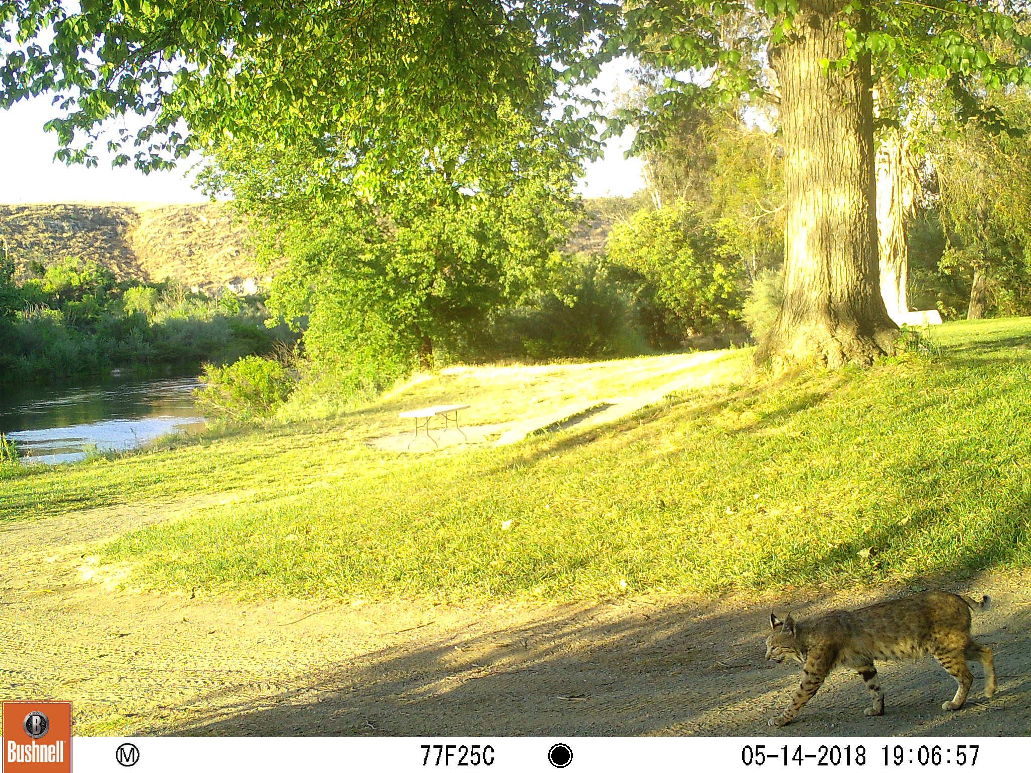 Old picture of a bobcat by the river | Scrolller