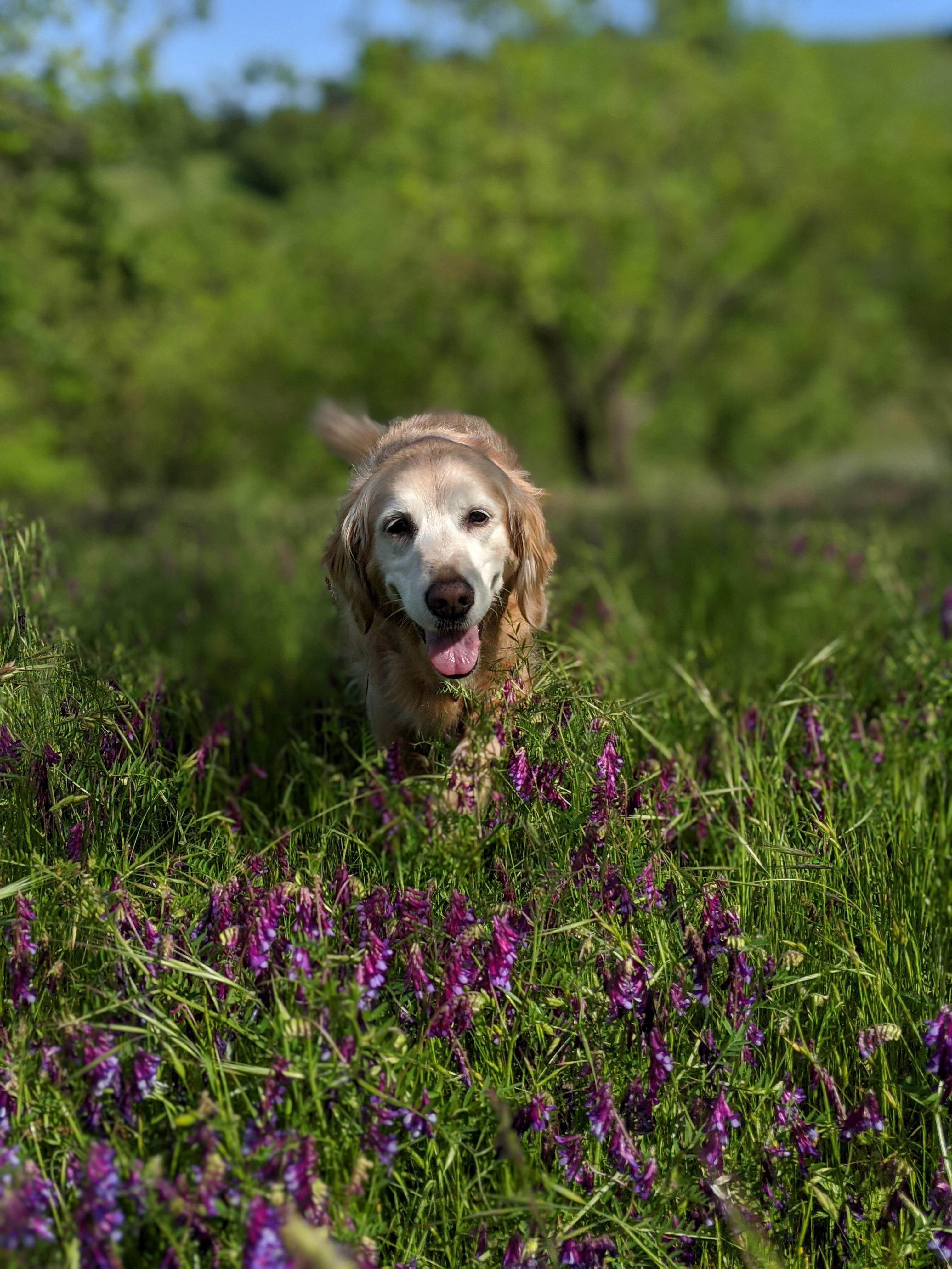 old pup enjoying some wild flowers! | Scrolller