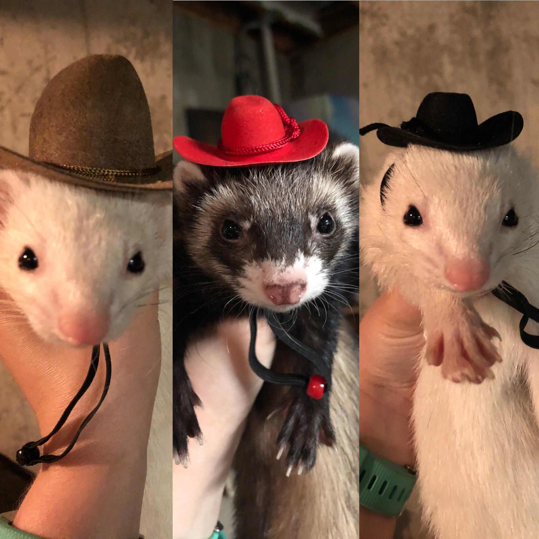 Old Town Road remix feat. Vin Weasel, Fast Letty & Mom’s Spaghetti | Scrolller