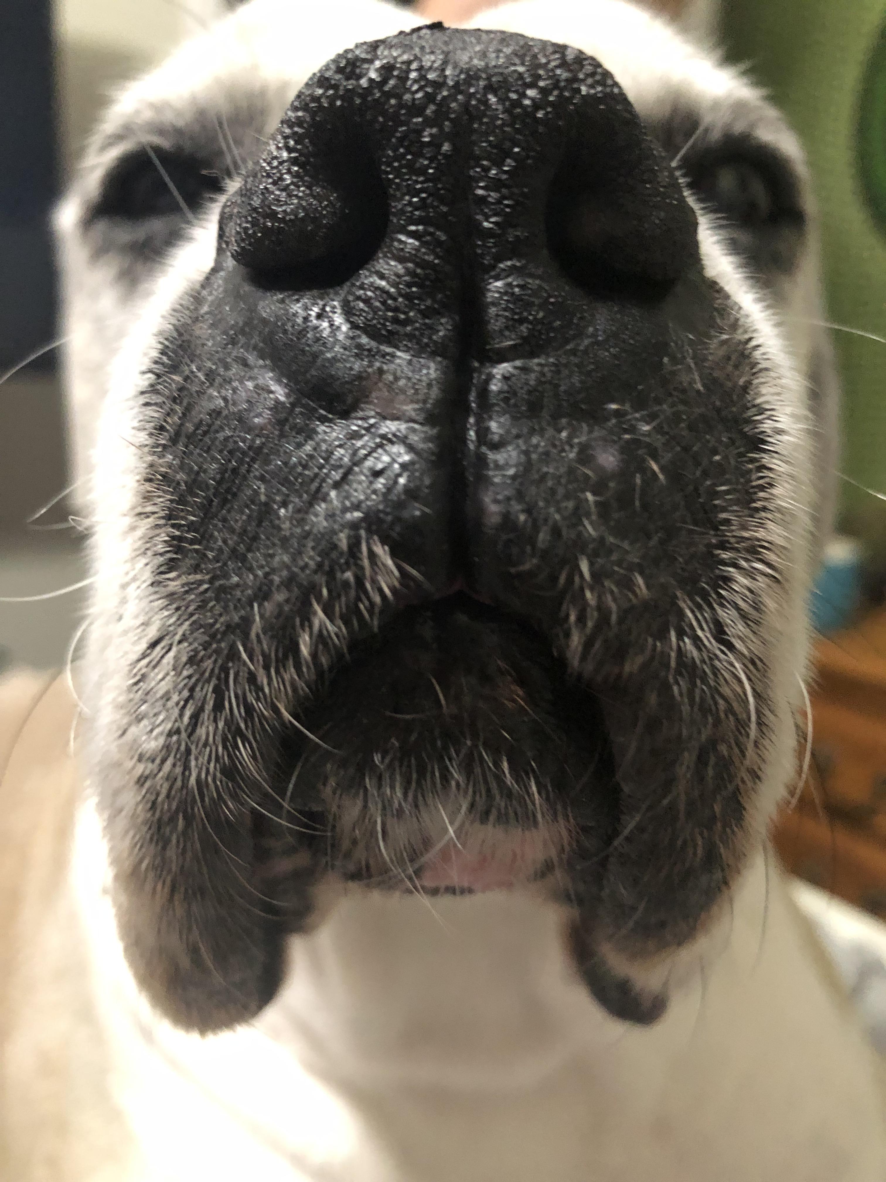 Old walrus lady | Scrolller