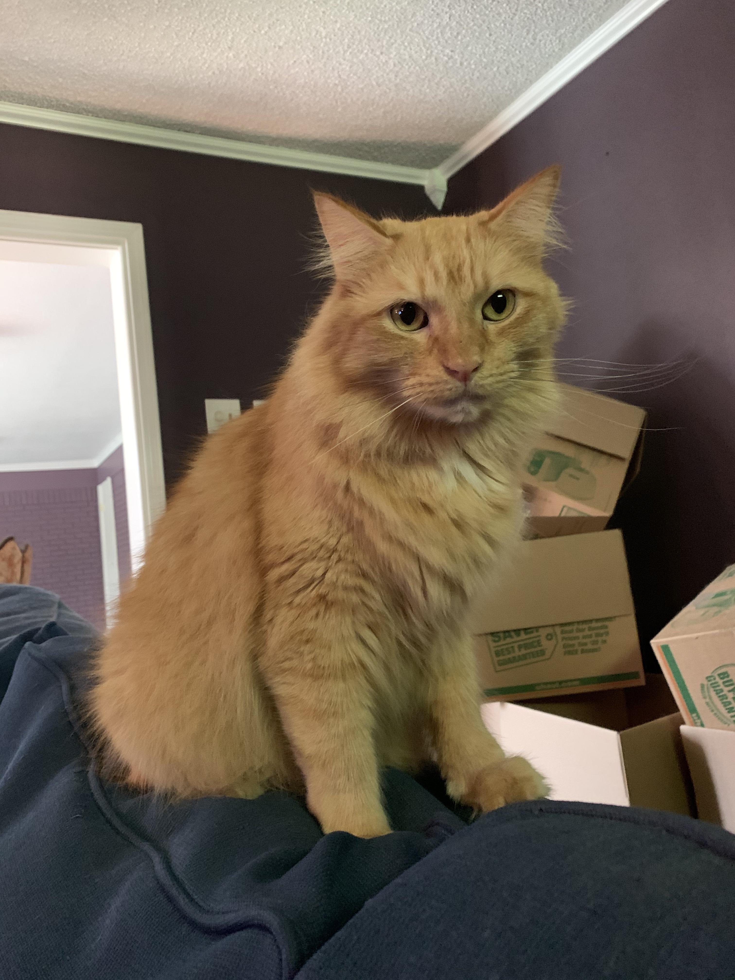 Oliver Allen, the Orange Flashing Arrow | Scrolller