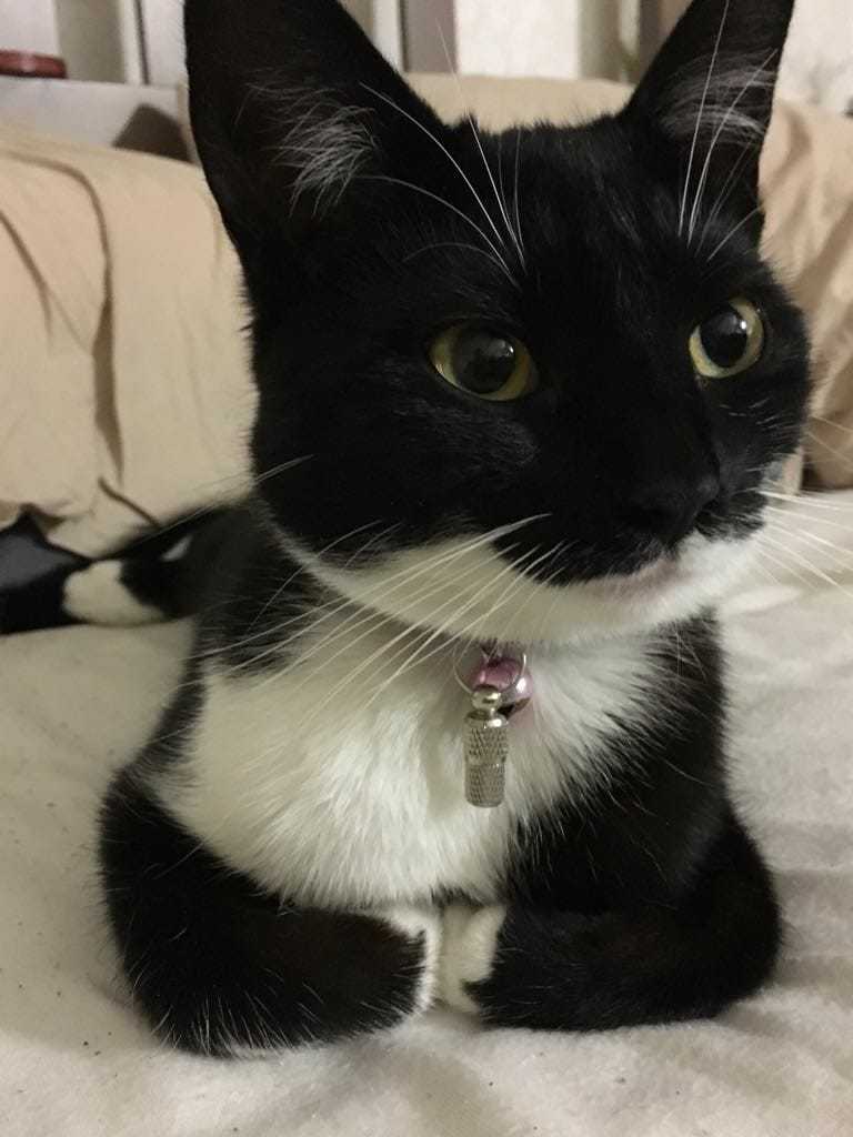 Olly is proud of being a lady cat. | Scrolller