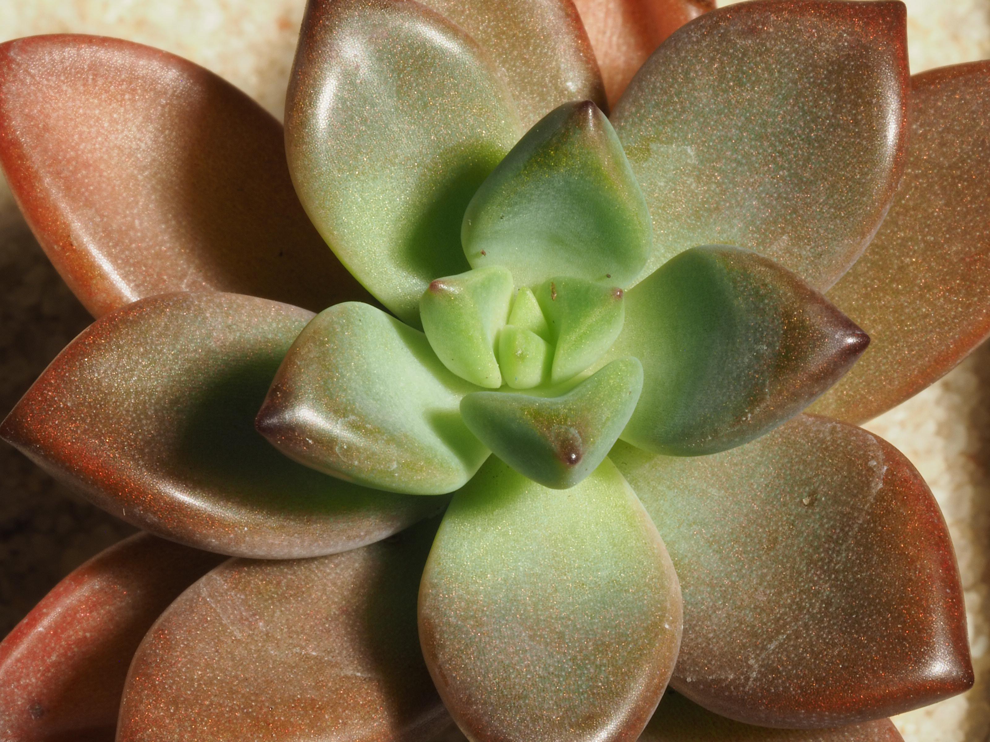 Olympus 60mm f2.8 macro | Scrolller