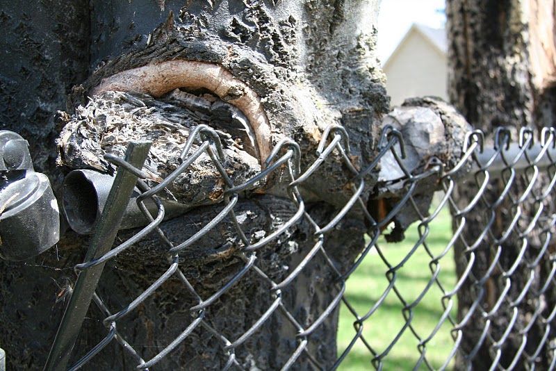 Om Nom Fence | Scrolller