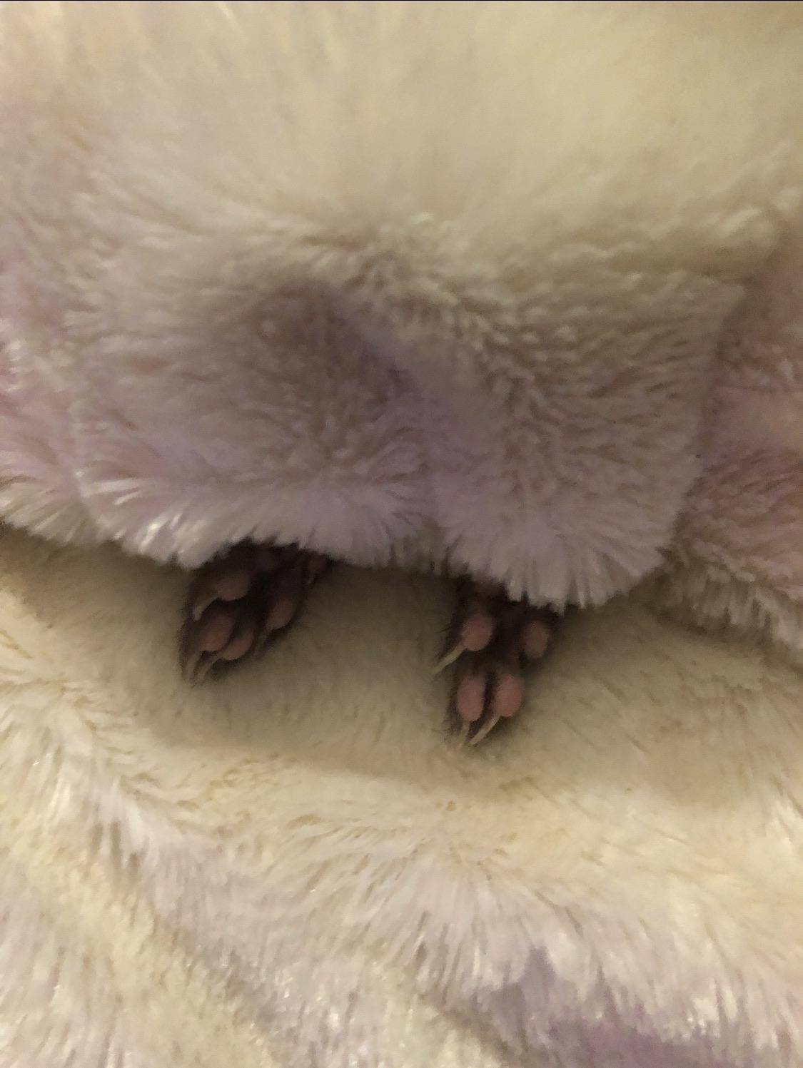 Omg..sooo cute | Scrolller