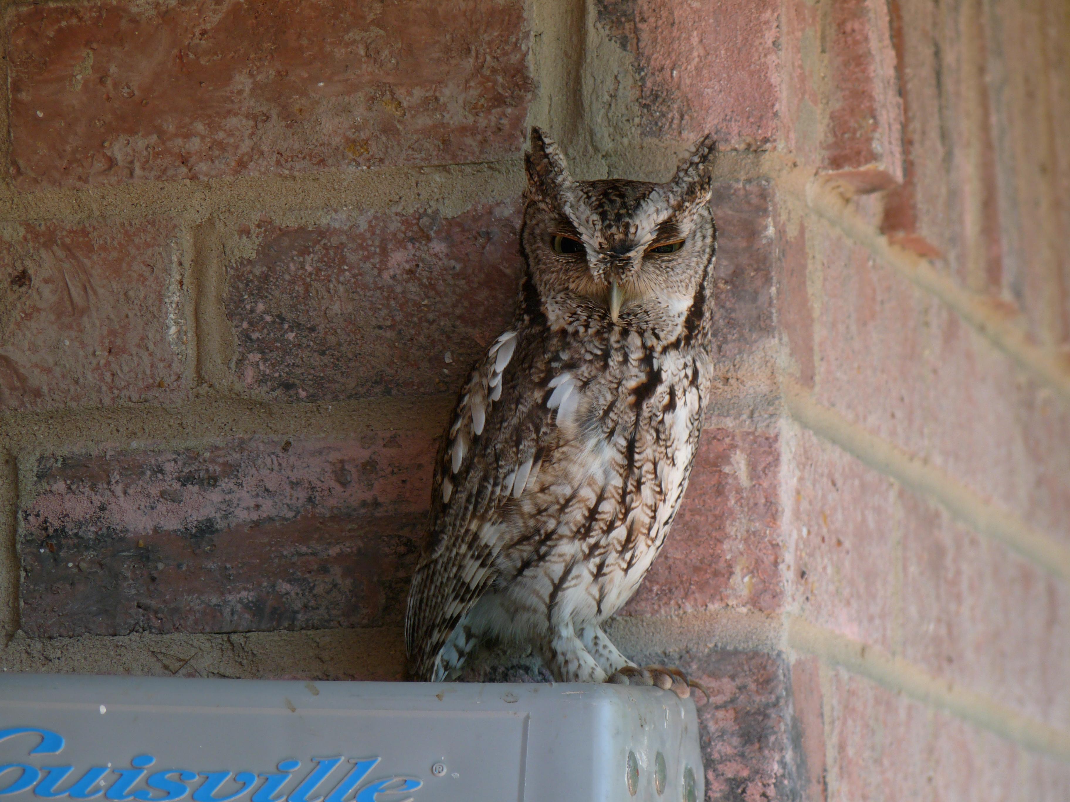 On a ladder on our back porch | Scrolller