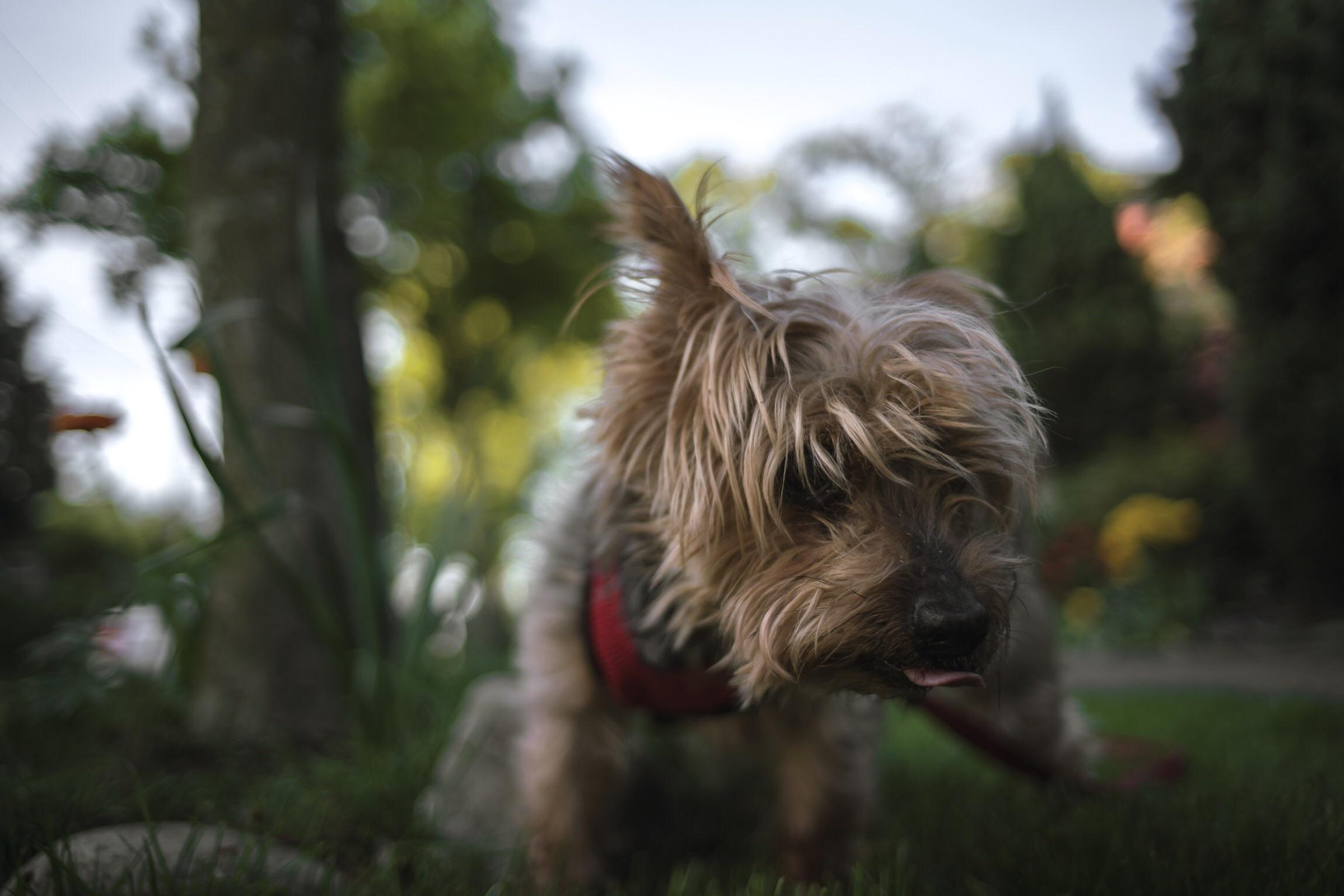 On Our Early Evening Walk | Scrolller