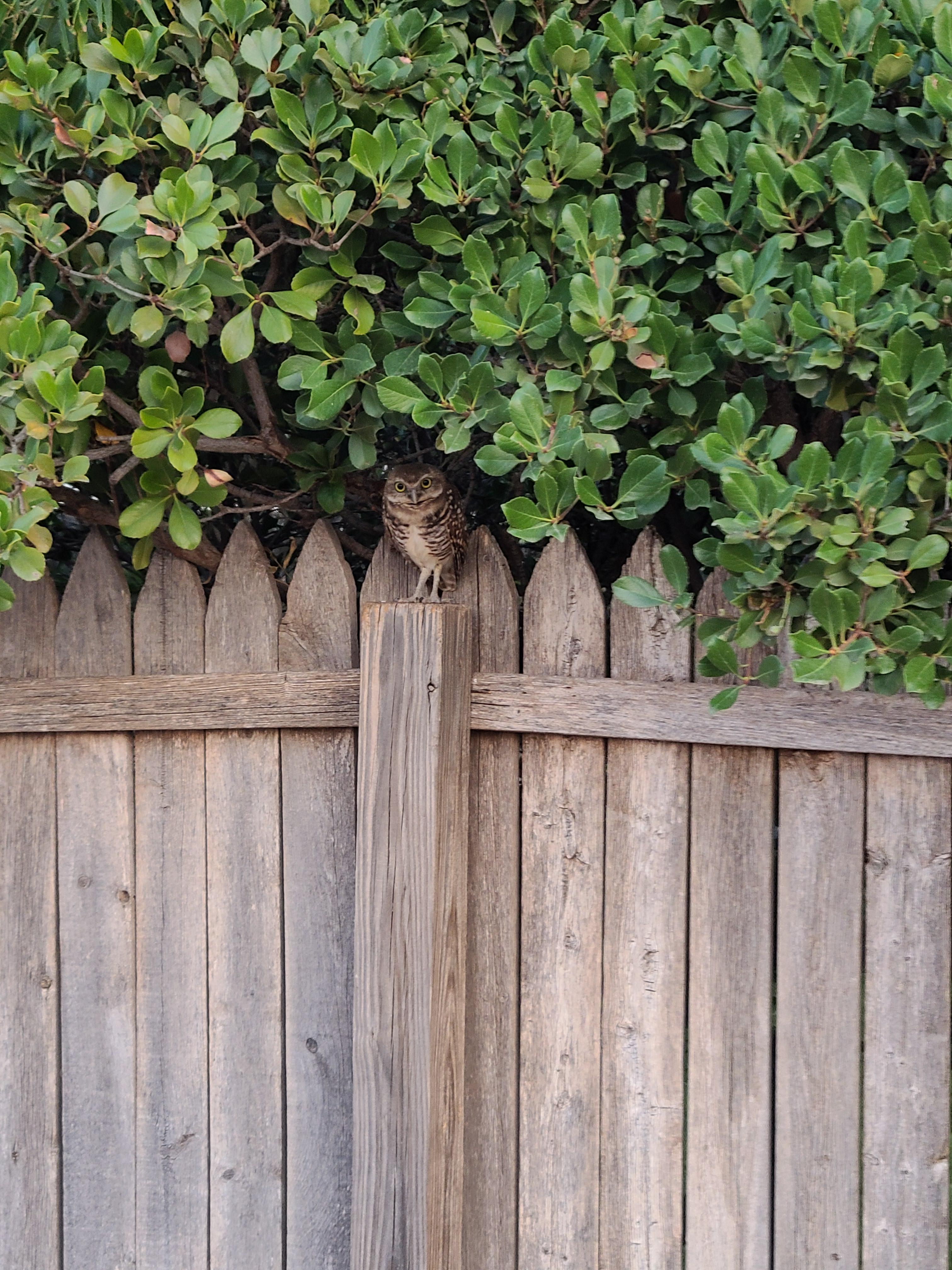 On the fence | Scrolller