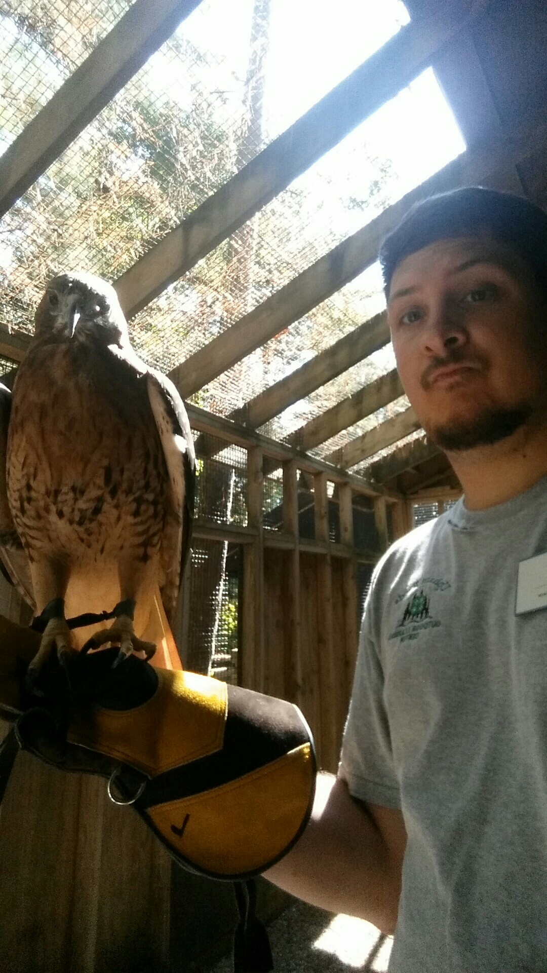 Once again 17 year old Beauty the Red Tailed Hawk days after her birthday! Ft. Me | Scrolller