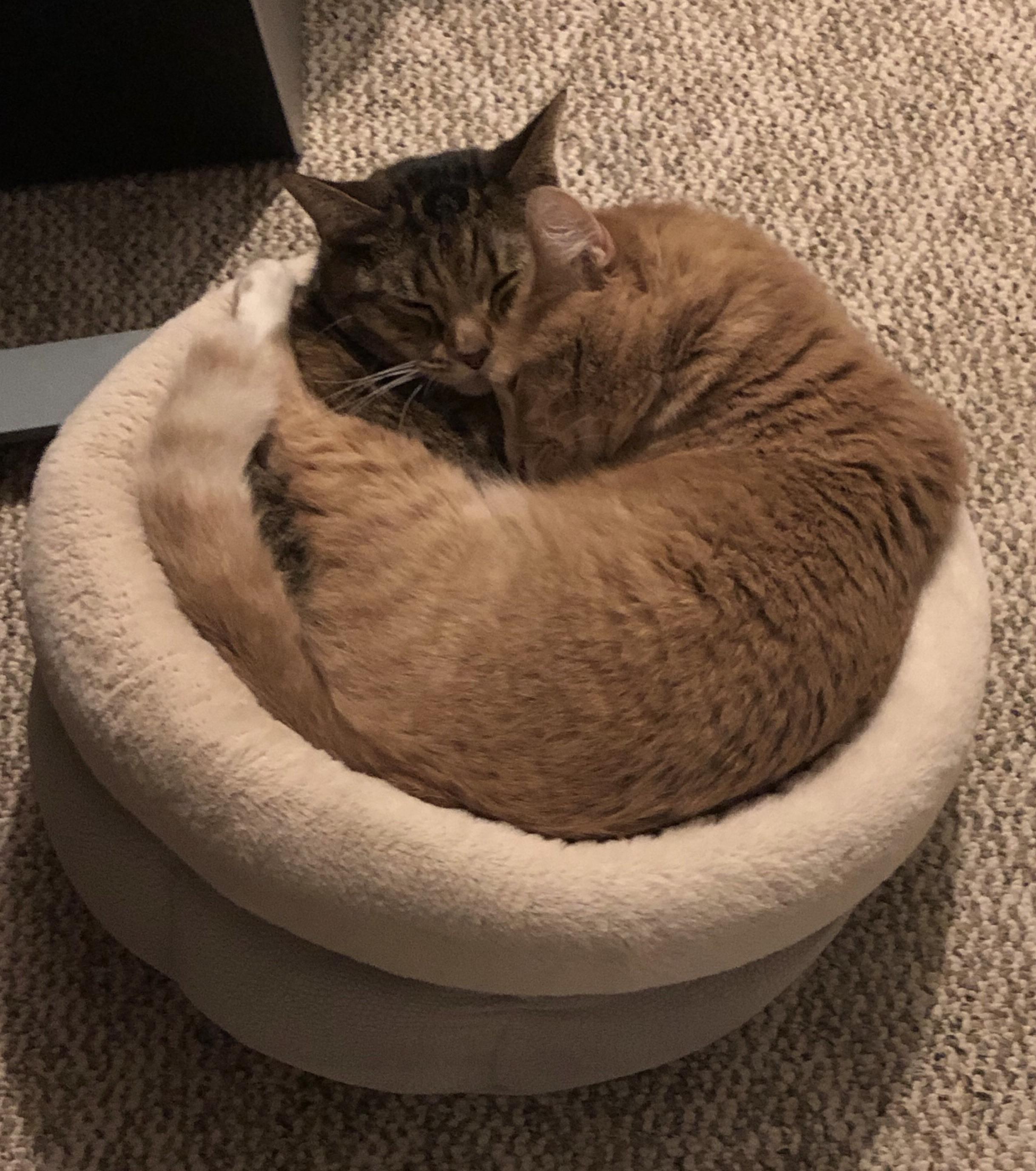 One bed two cats | Scrolller