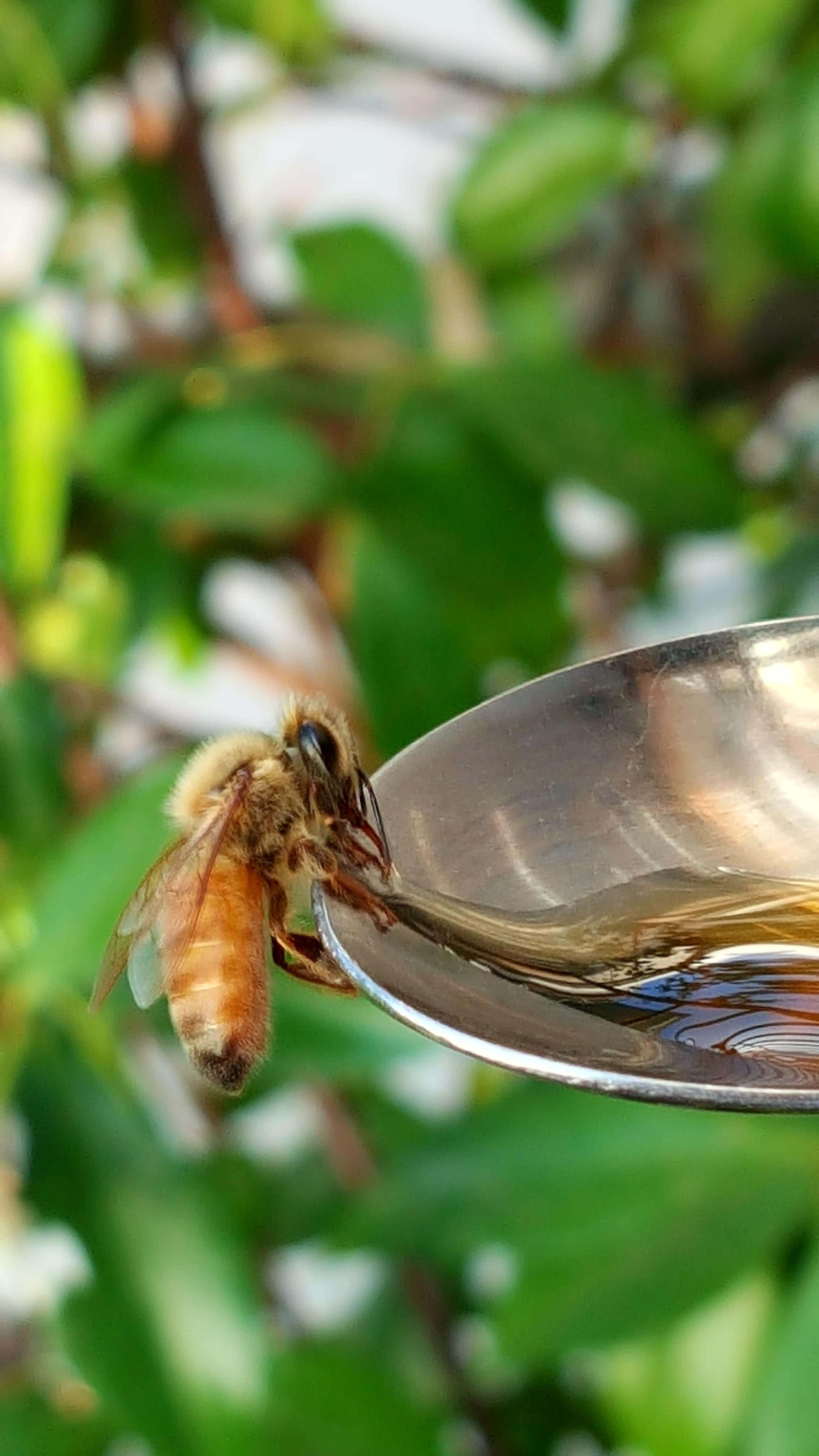 One bee at a time 🐝 | Scrolller