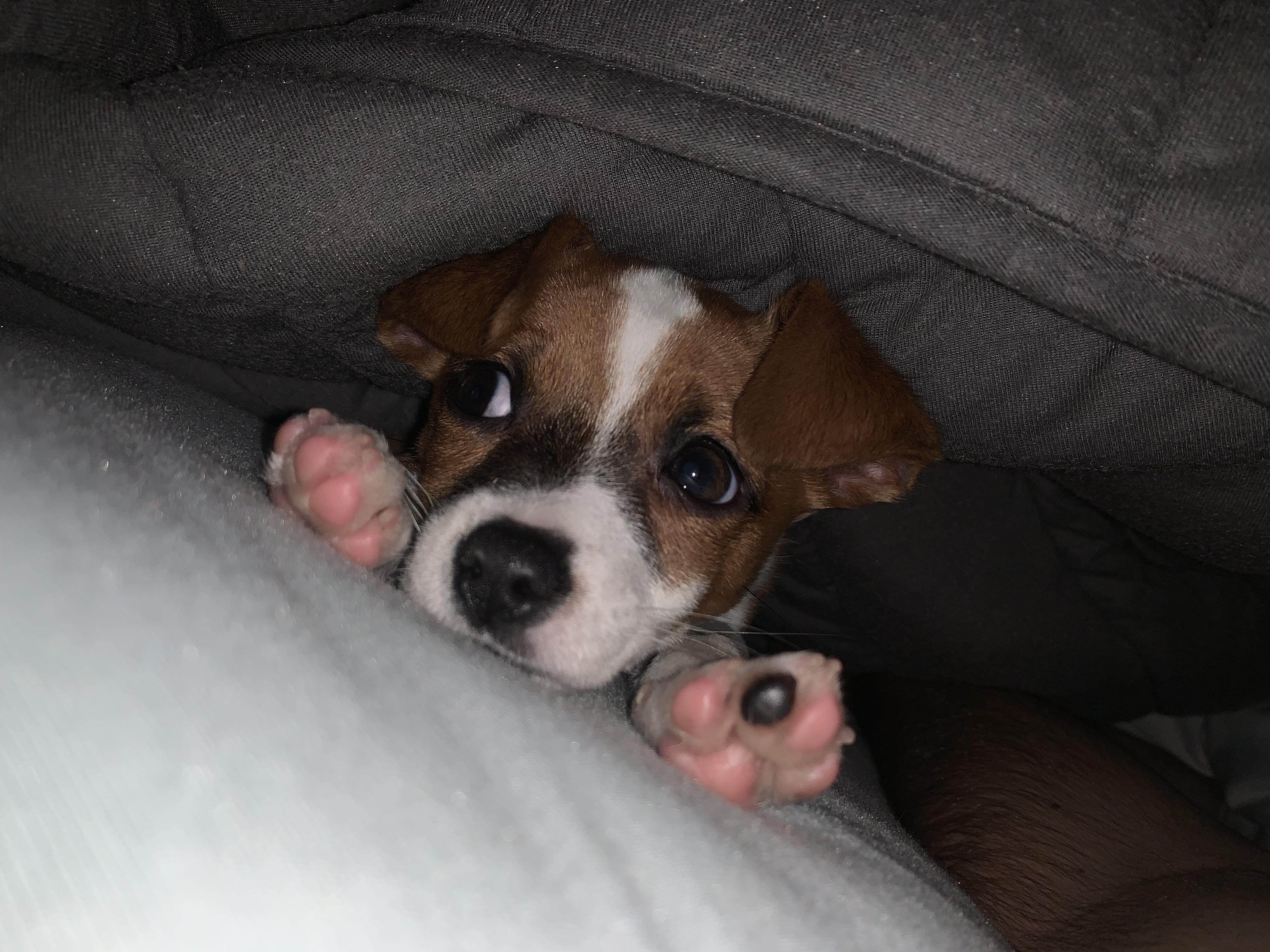 One black toe bean on Lilo | Scrolller