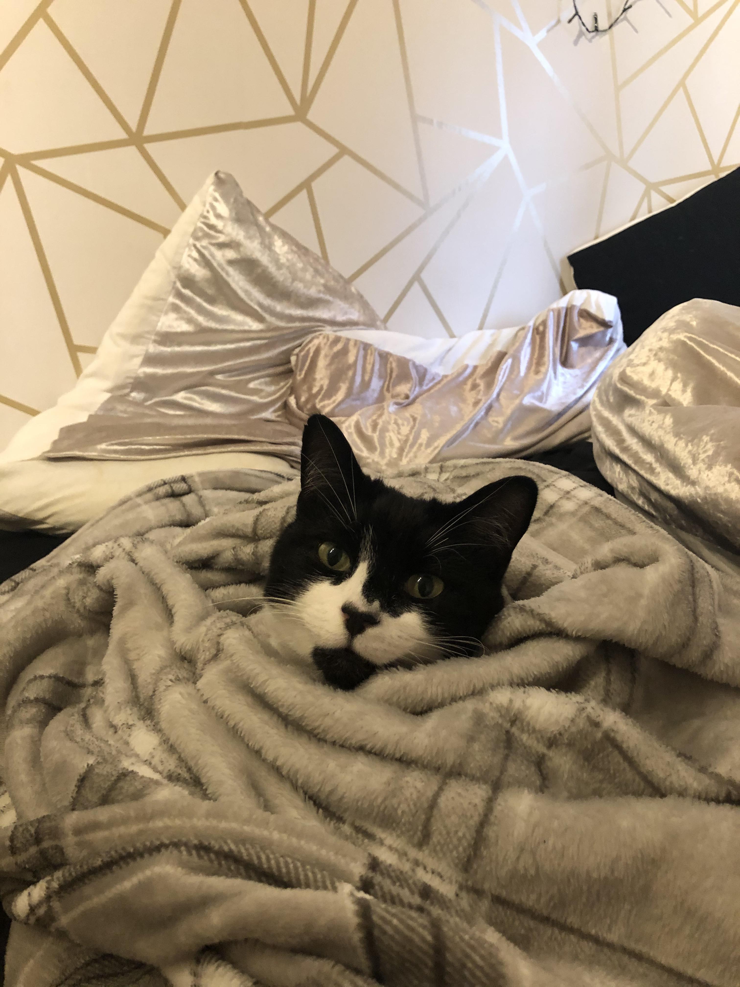 One cosy purrito | Scrolller