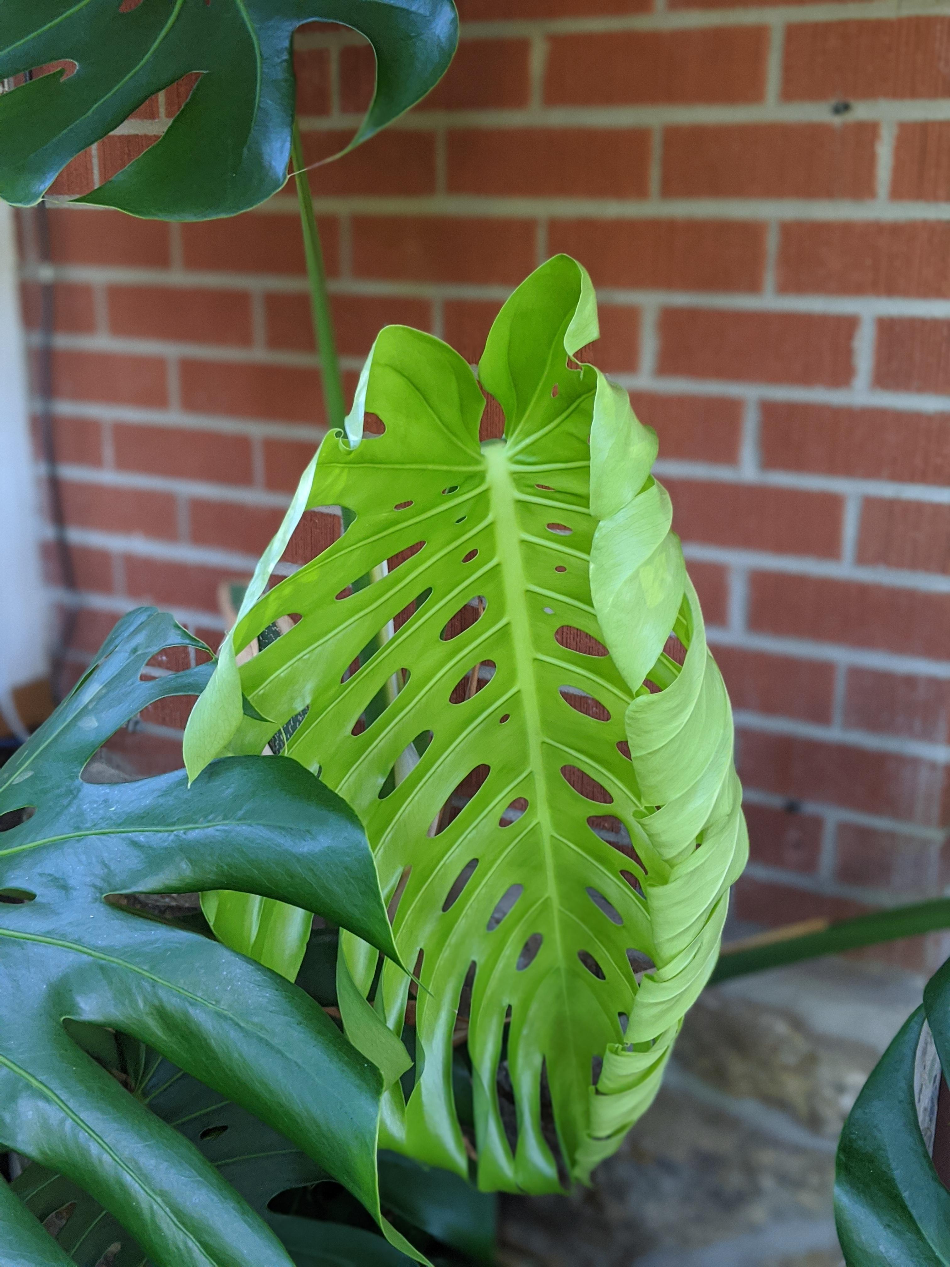 One day later | Scrolller