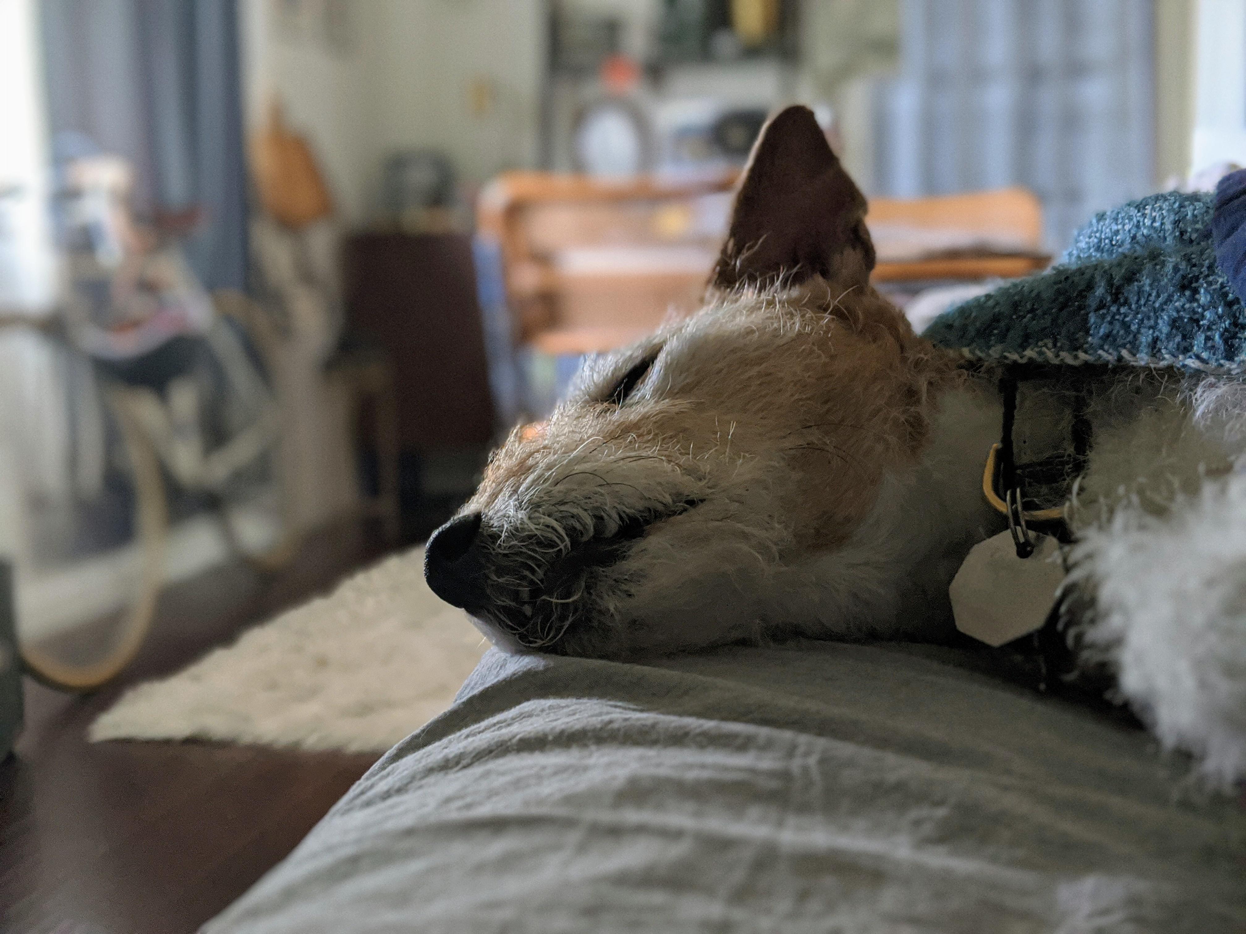 One ear up! Here's Macy, my sweet, cozy girl | Scrolller
