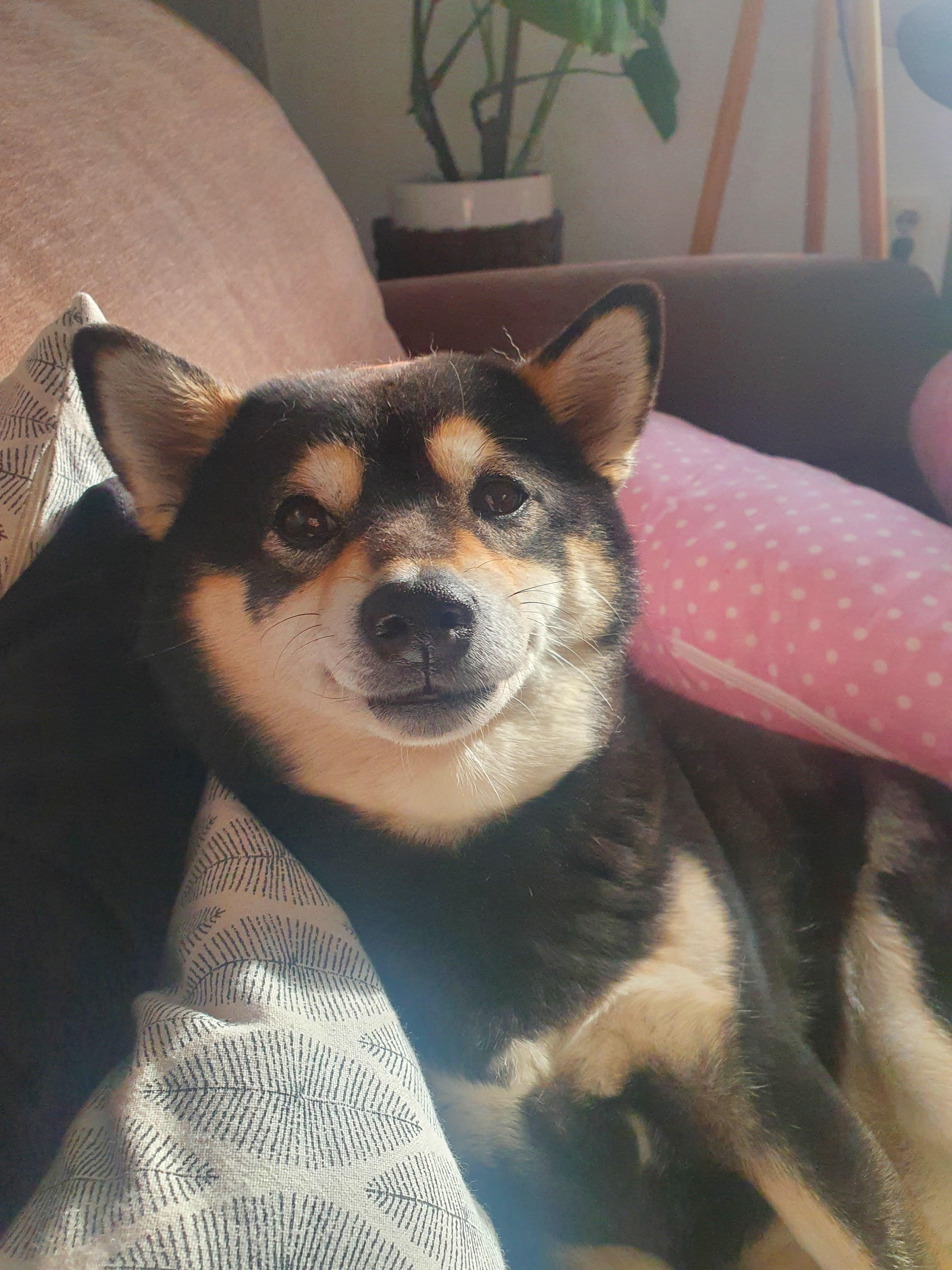 One happy Doge | Scrolller