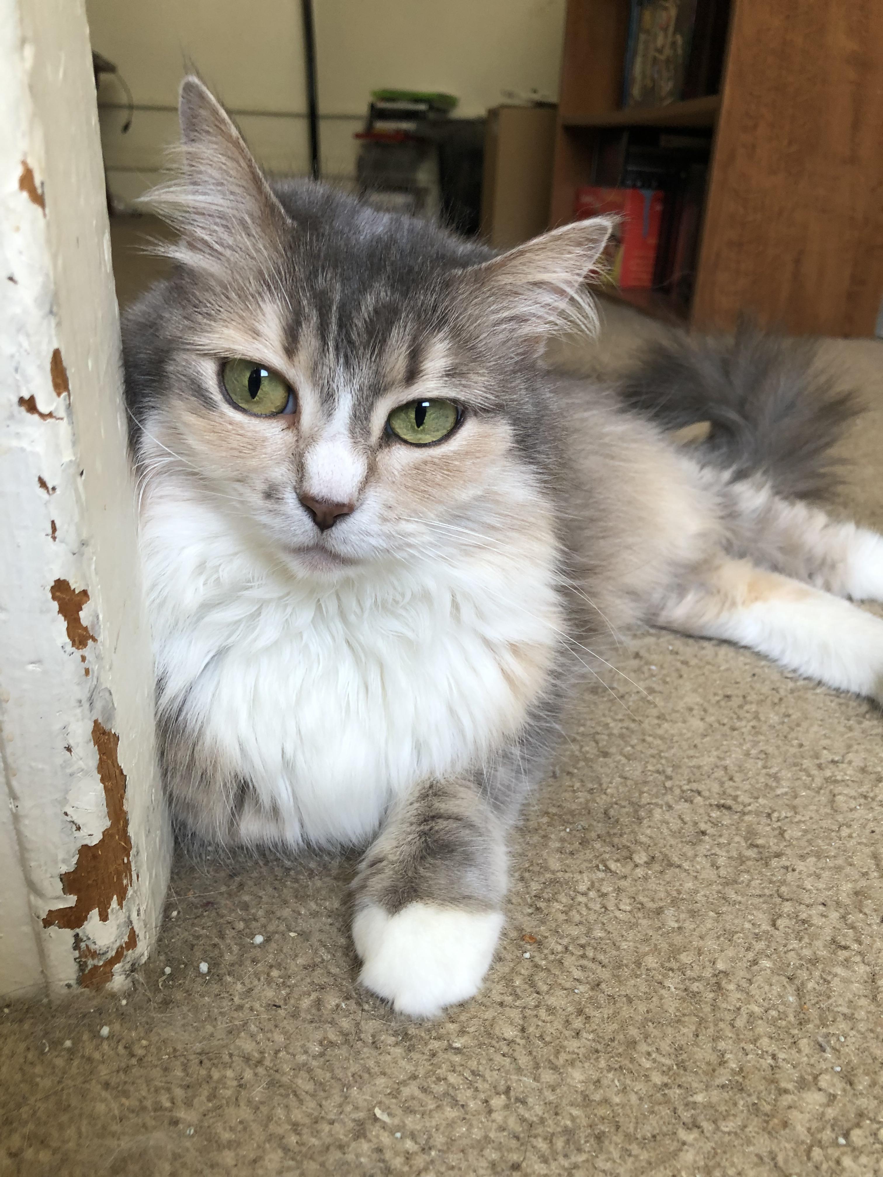 One Hidden Lil’ Curled Peet | Scrolller