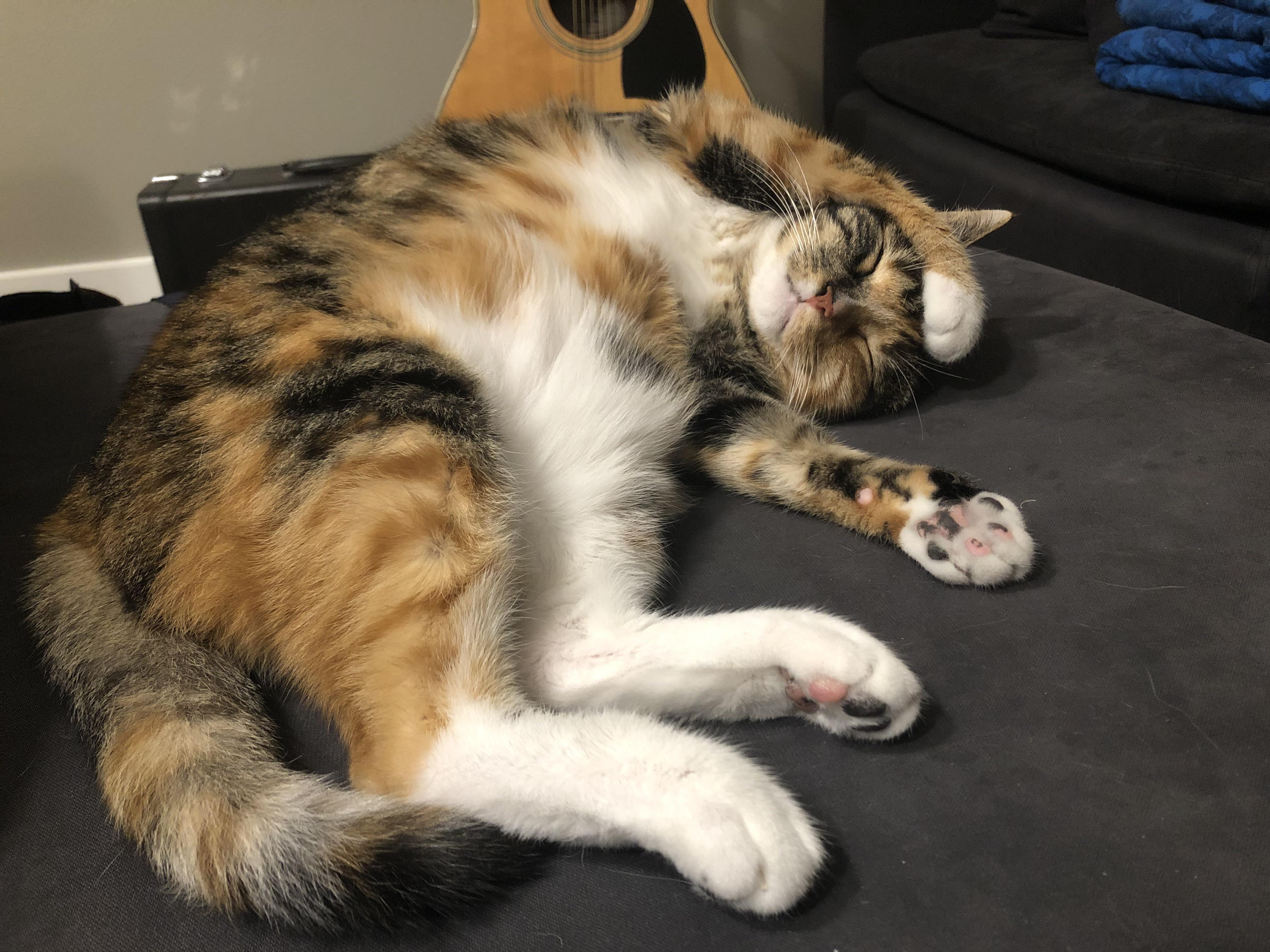 One of her cuter sleeping poses | Scrolller