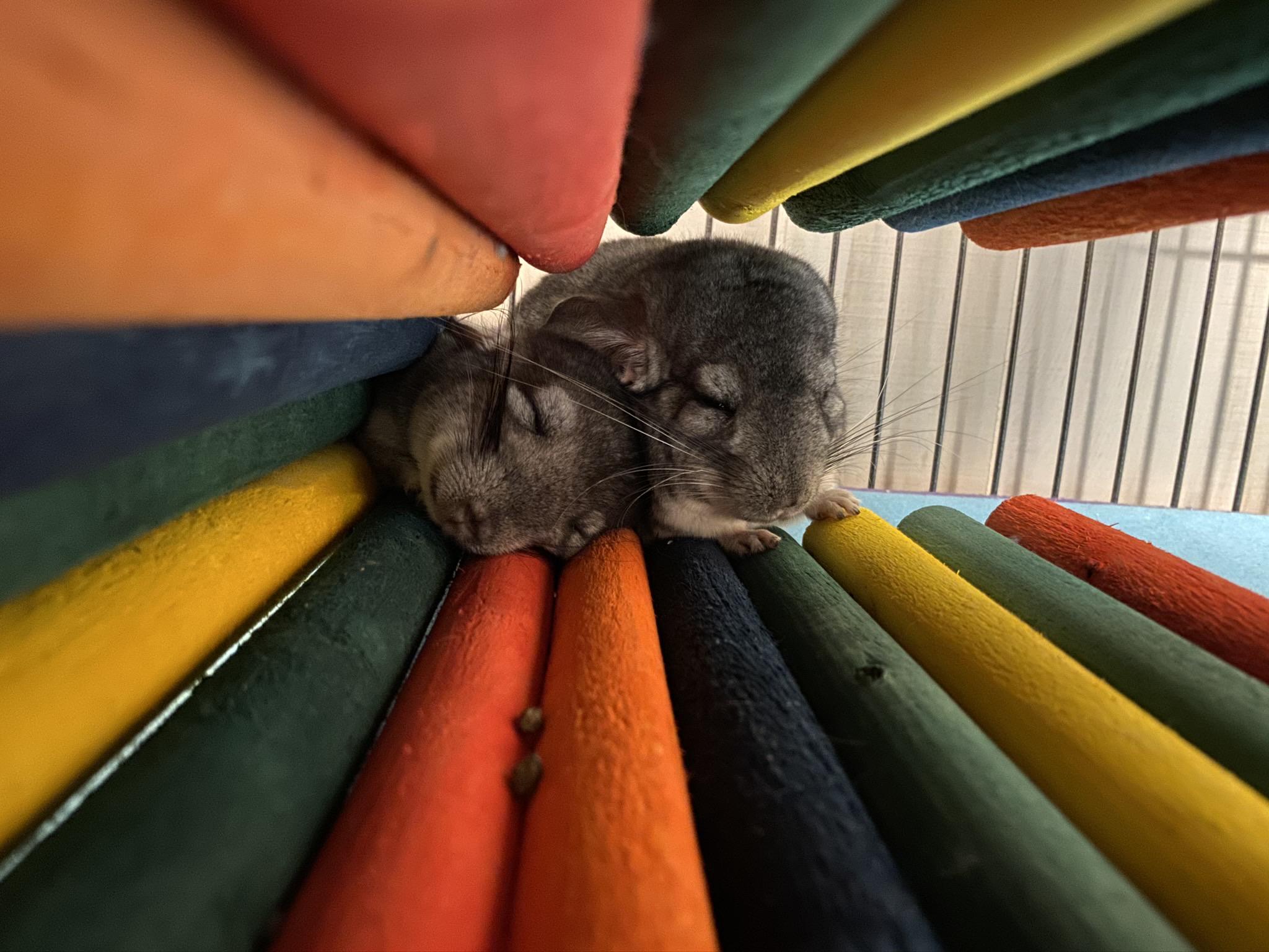 One of my all time fav pics of Chip & Chunk | Scrolller