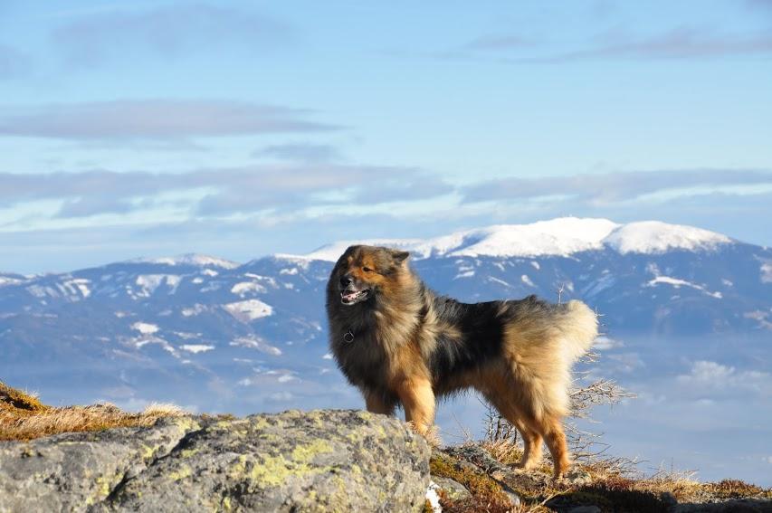 One of my beasts (breed: Elo) | Scrolller