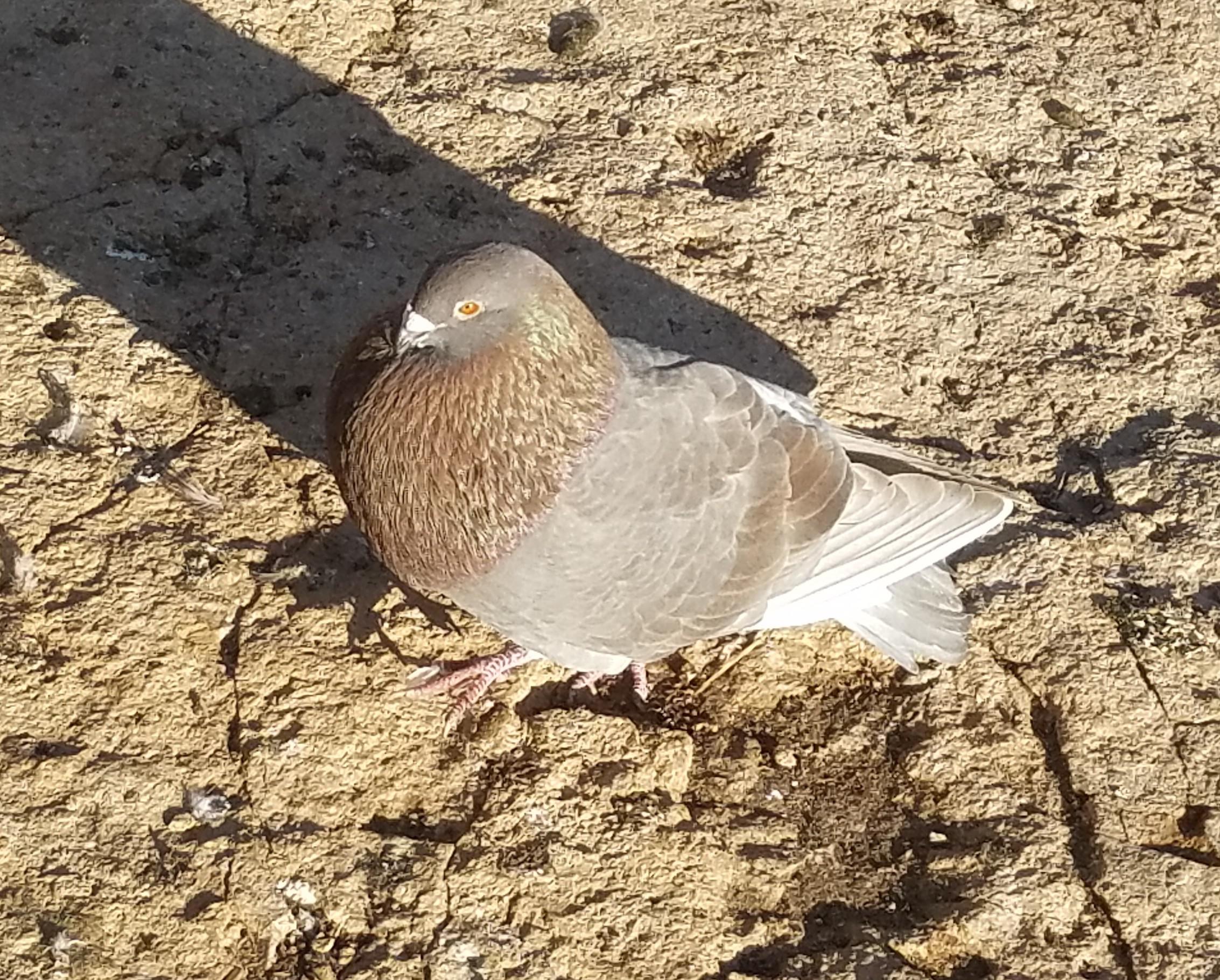 One of my pigeons. | Scrolller