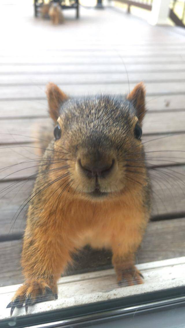 One of the six rascals in my backyard | Scrolller