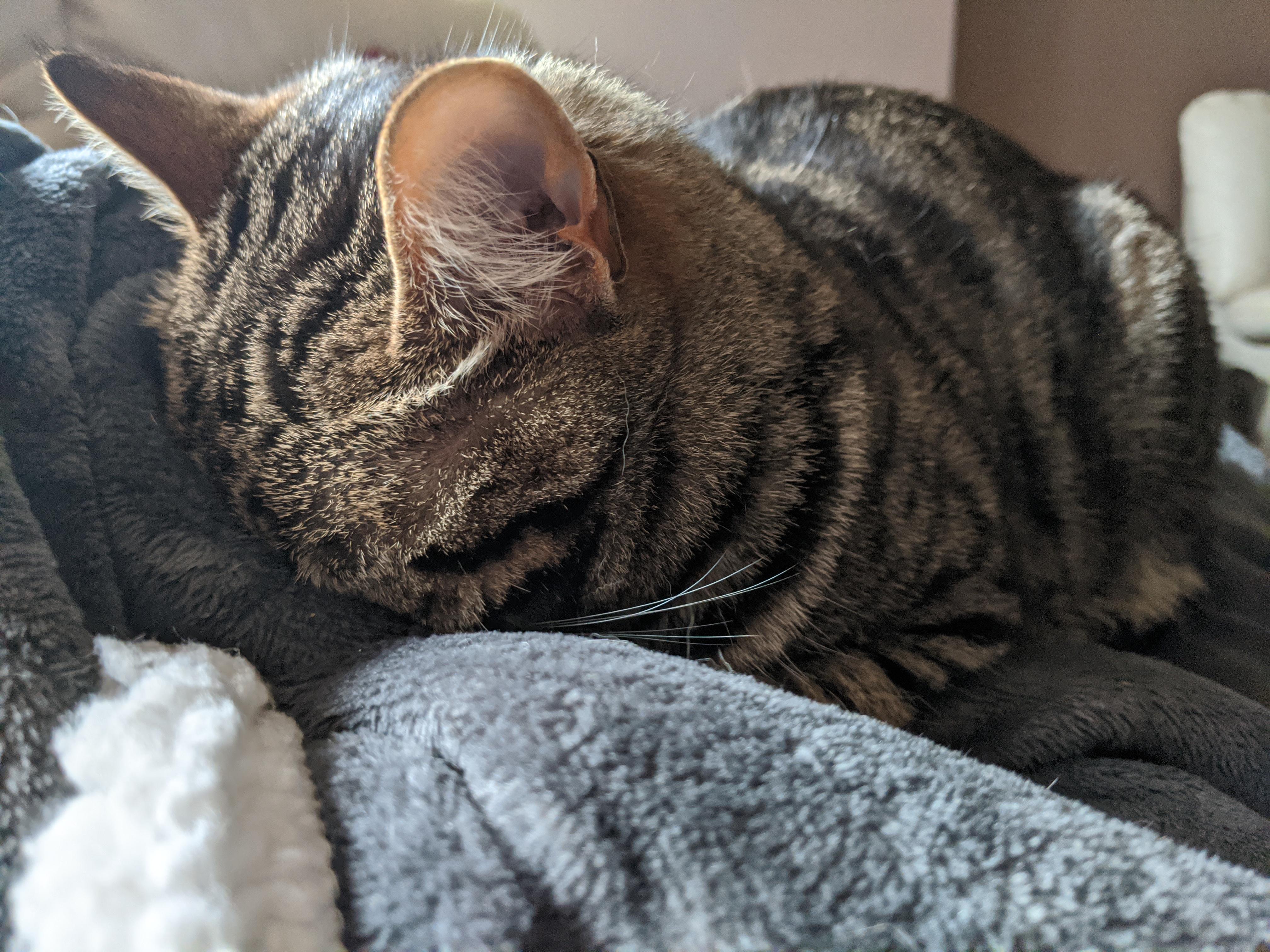 One sleepy girl | Scrolller