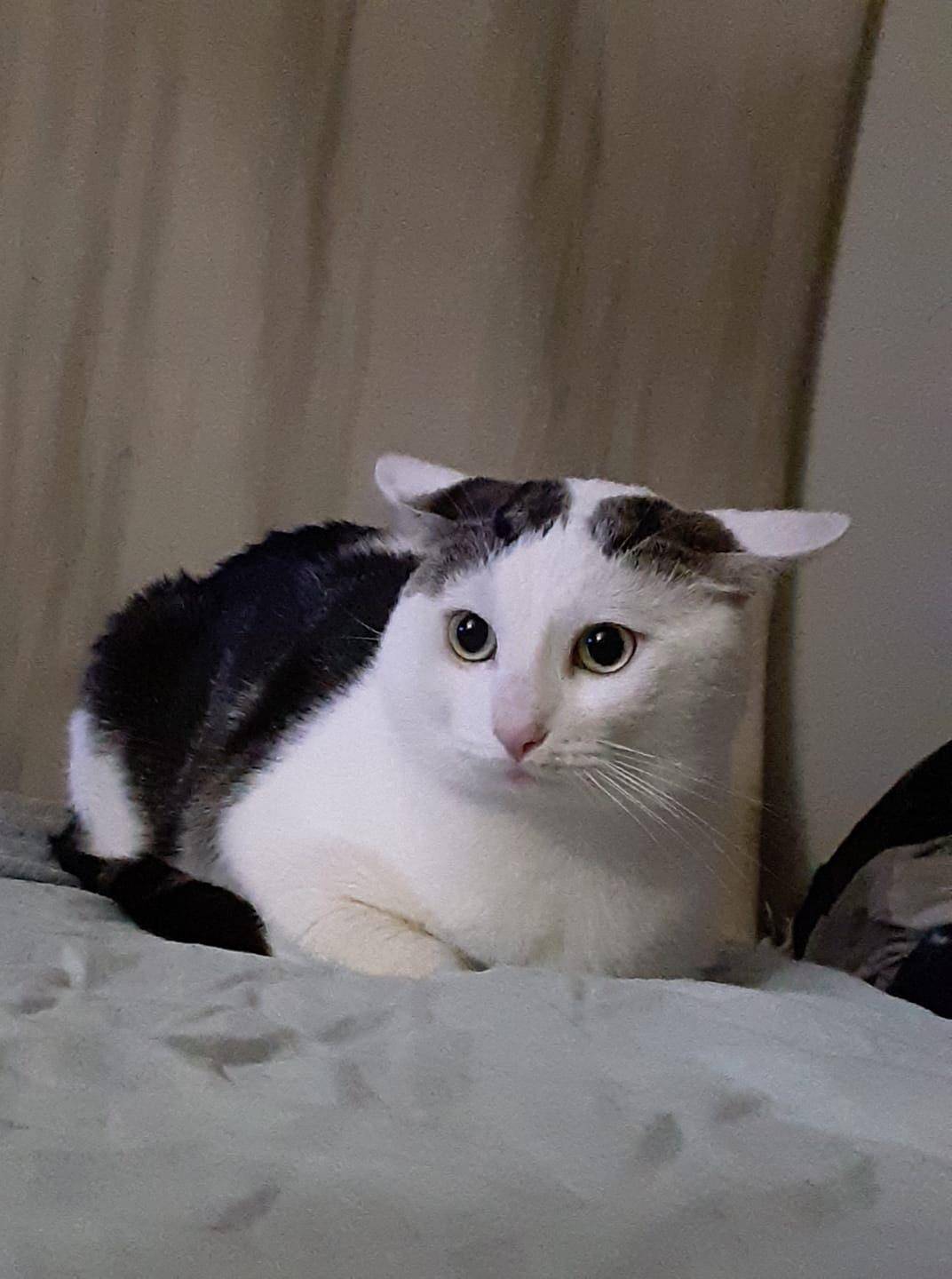 One spooked kitty | Scrolller