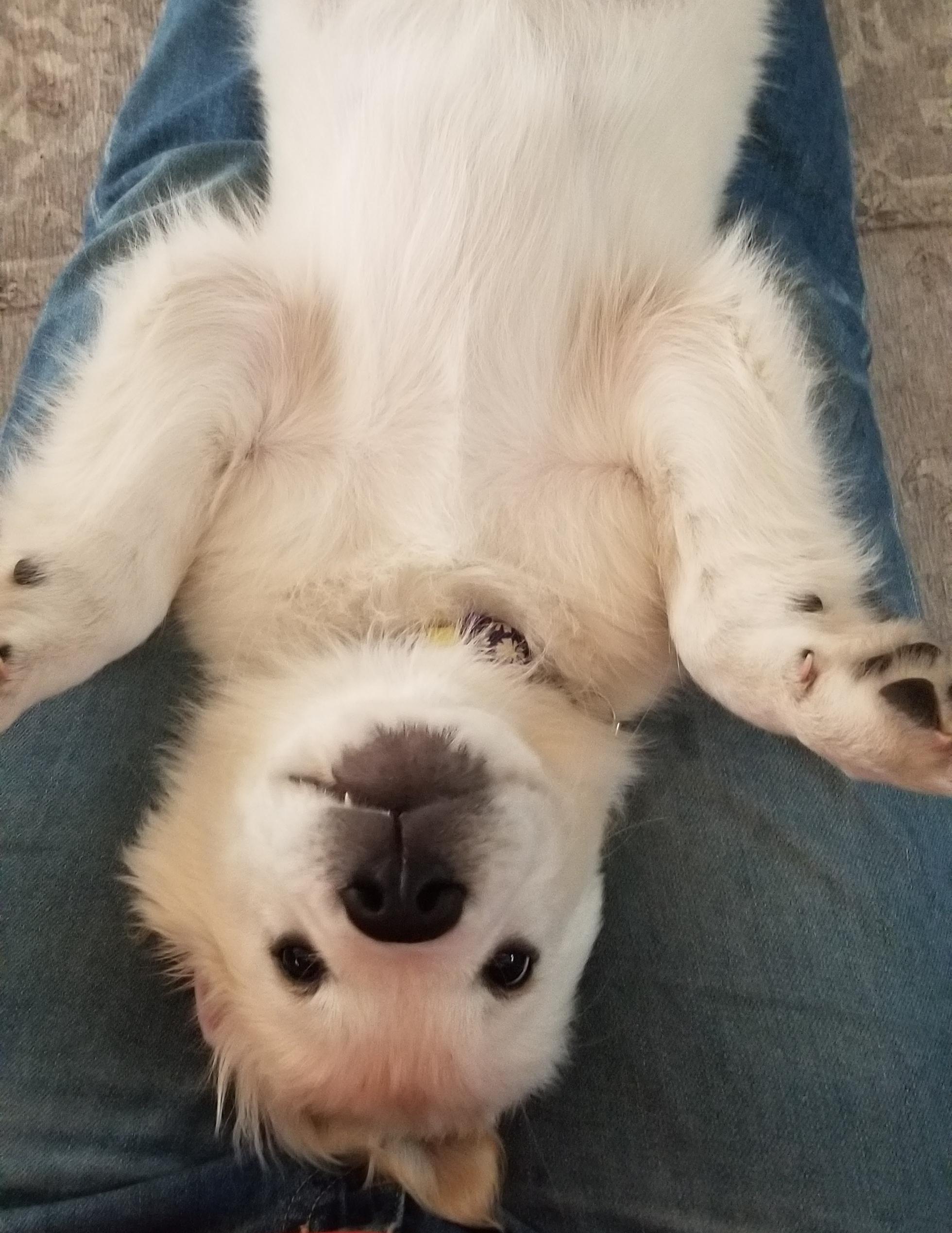 One tooth floof | Scrolller