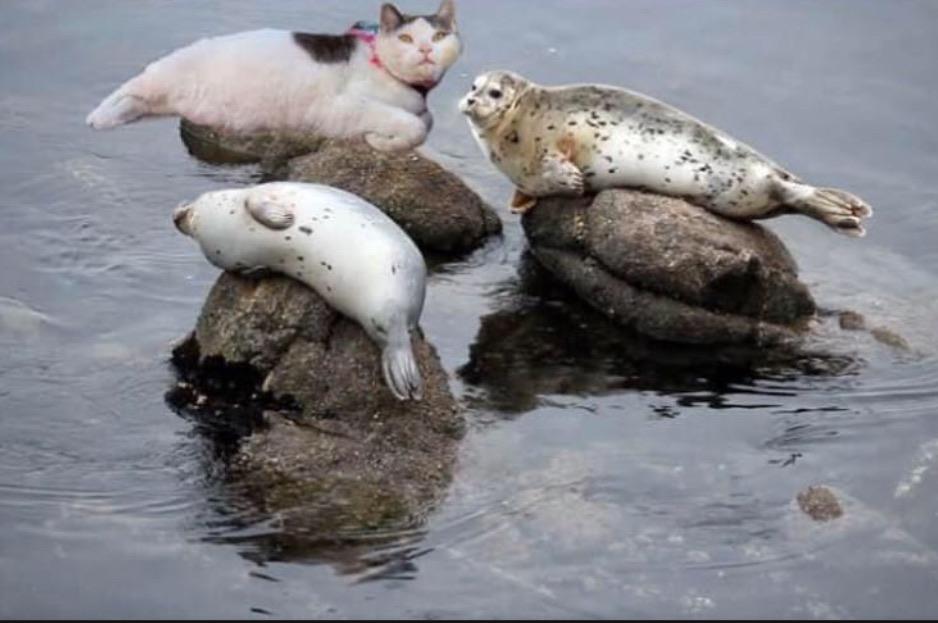 One with the Seals | Scrolller