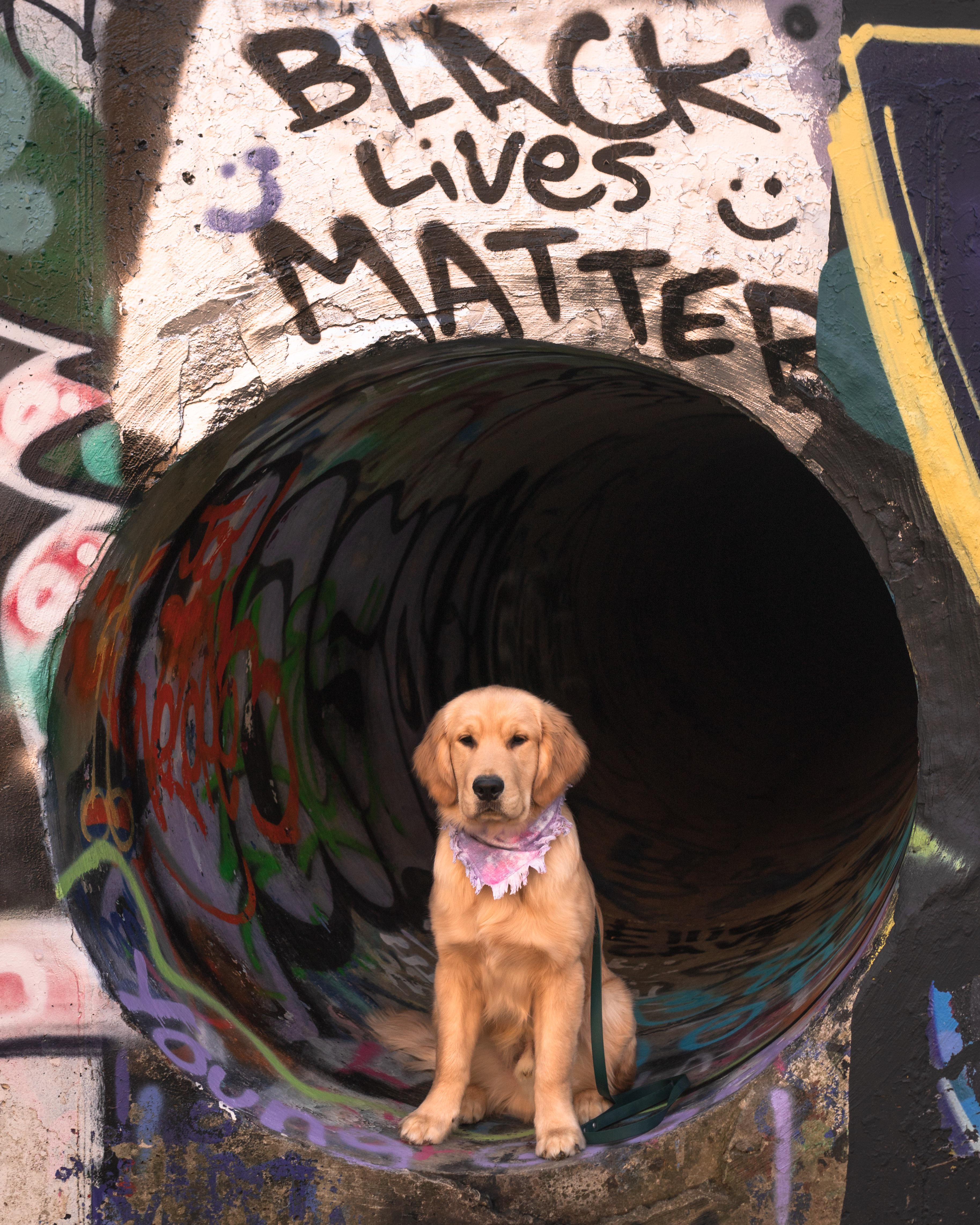 One woke pupper | Scrolller