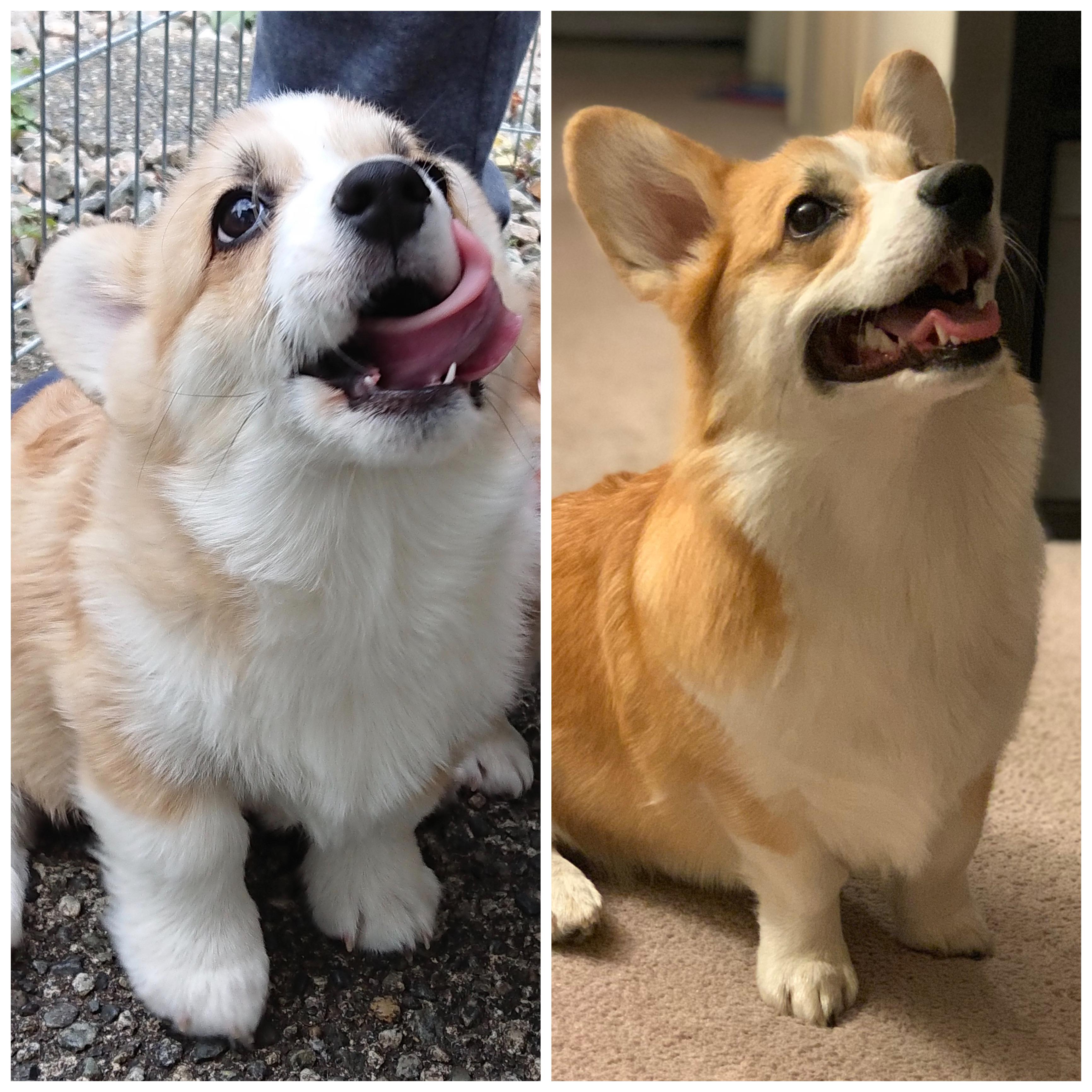 One year ago today we got this little fluff ball | Scrolller