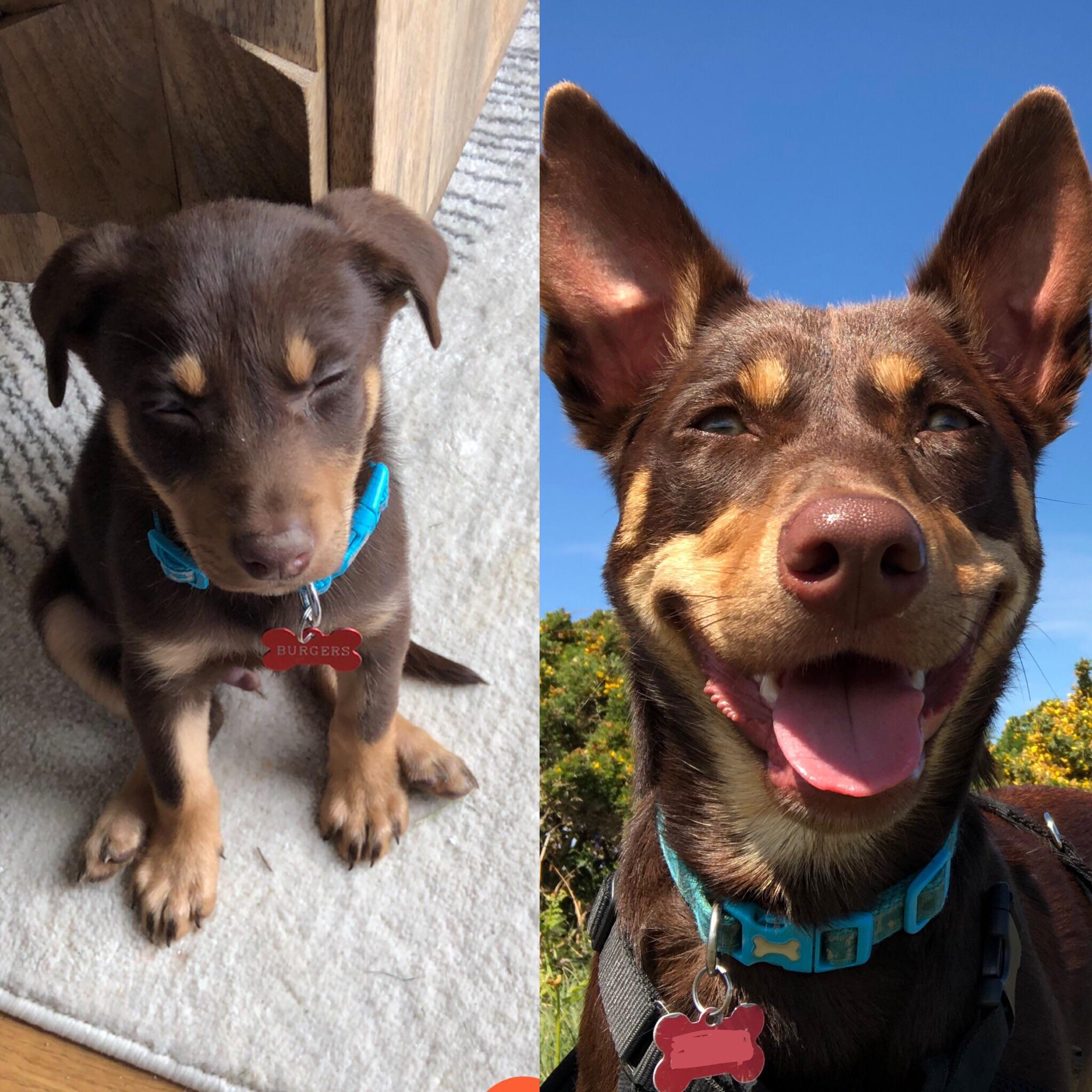 One year later. From sleepy pupper to handsome ear machine | Scrolller