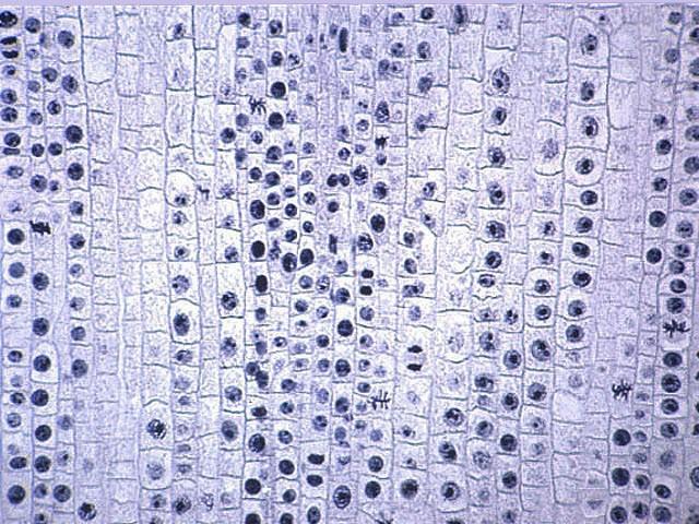 Onion Root Tip Rule | Scrolller