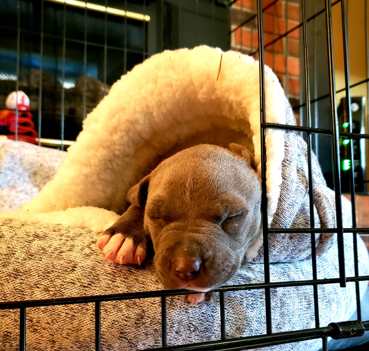 Only 25 days old, meet Ripple. :) | Scrolller