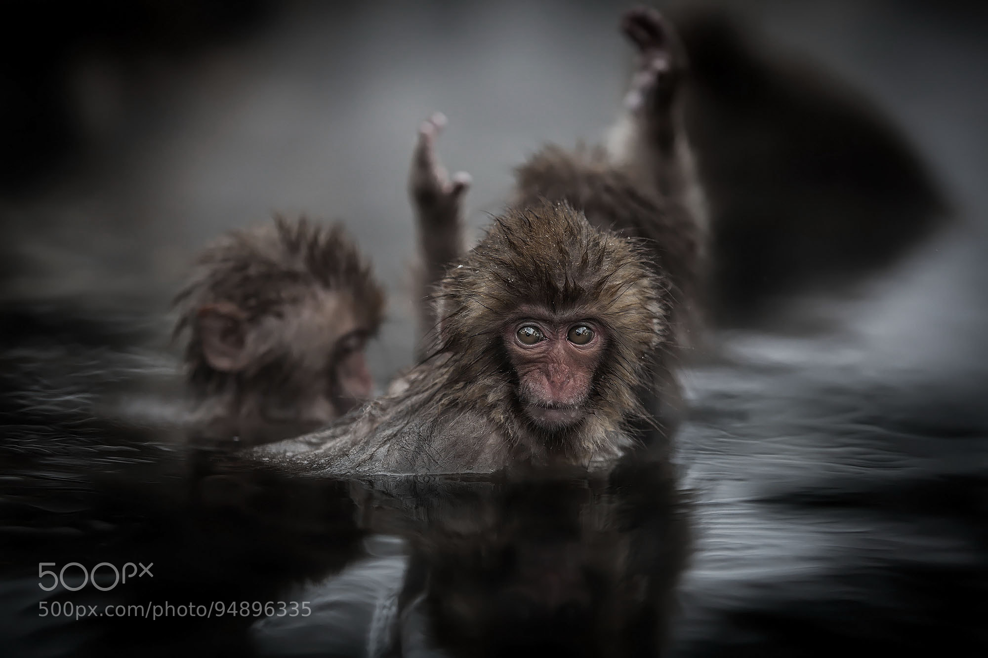 Onsen Monkeys | Scrolller