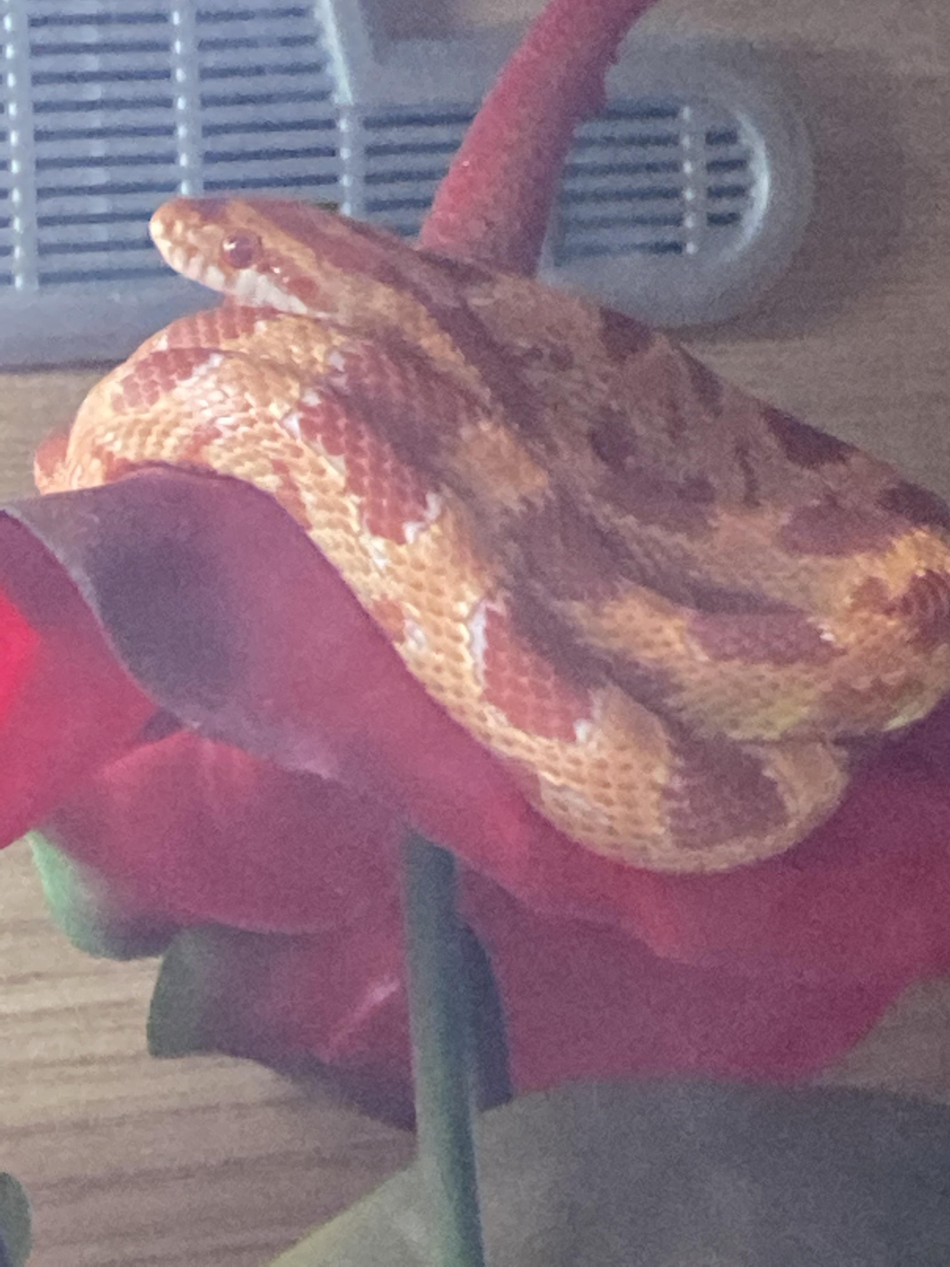 Oodle likes his new plant | Scrolller