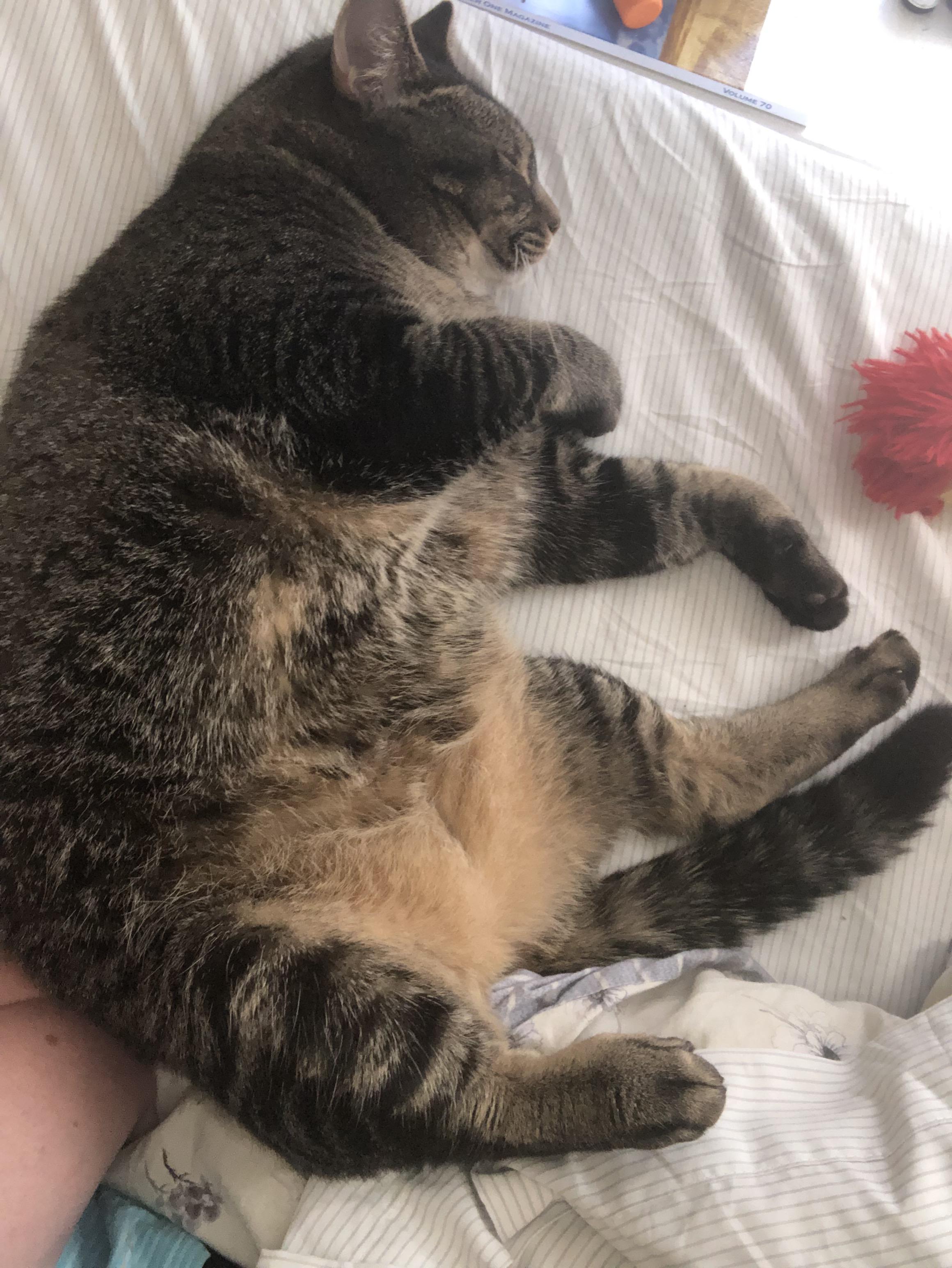 oooh she thicc | Scrolller