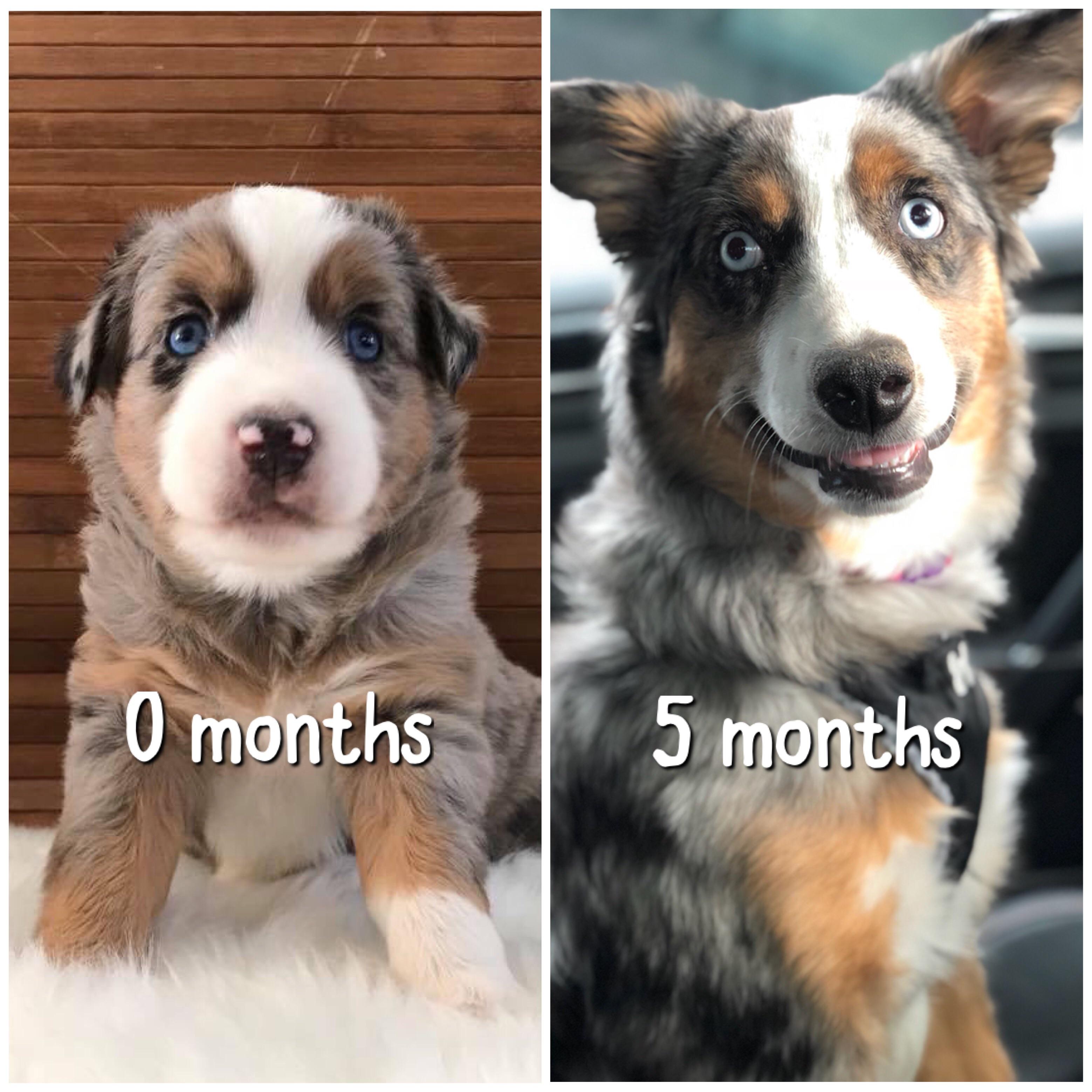 Opal, the mini Aussie | Scrolller