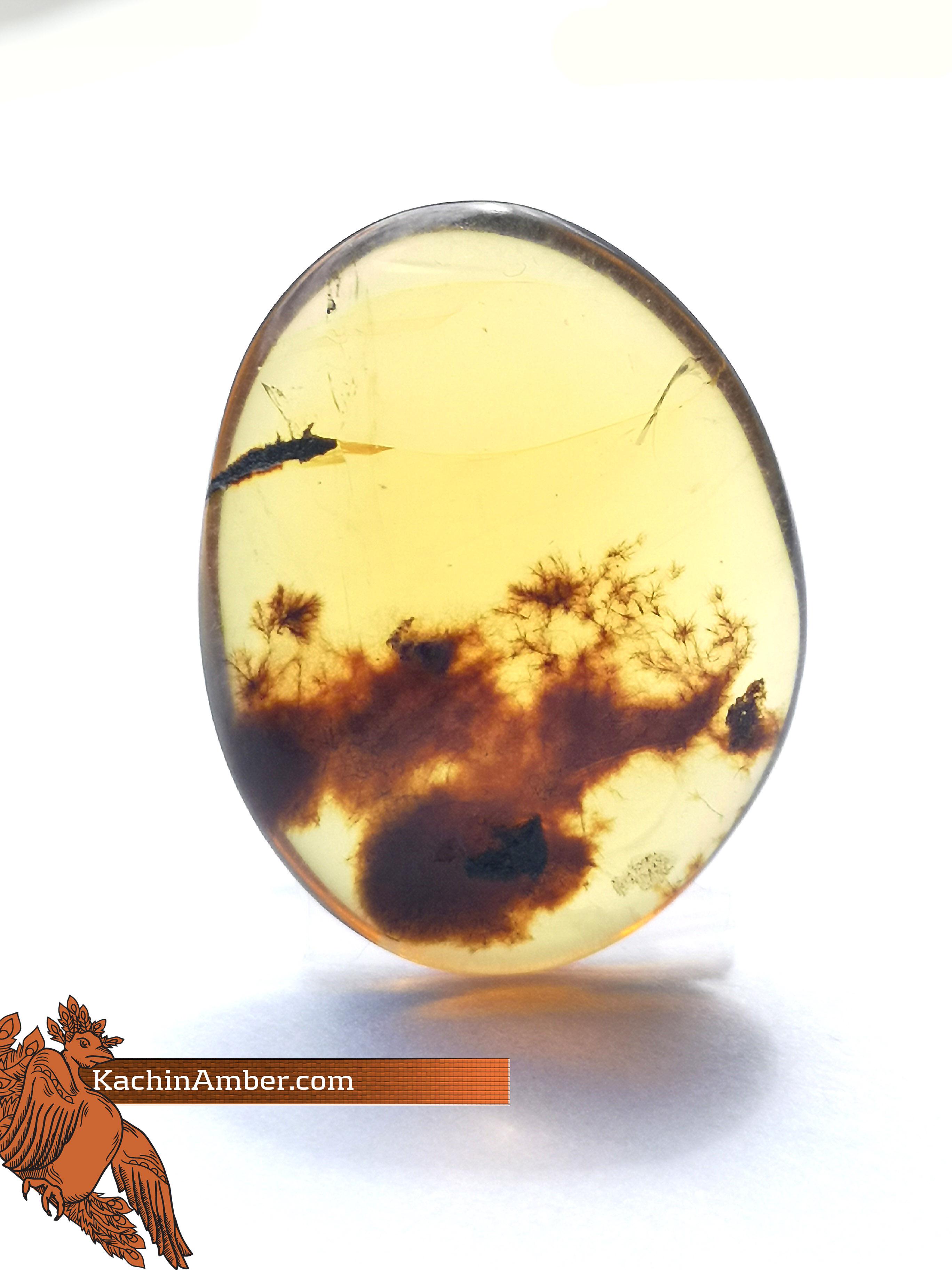 Orange flora in Cretaceous Kachin Amber | Scrolller