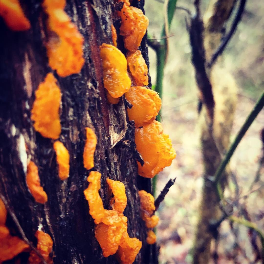 Orange Jelly/ Witches butter | Scrolller