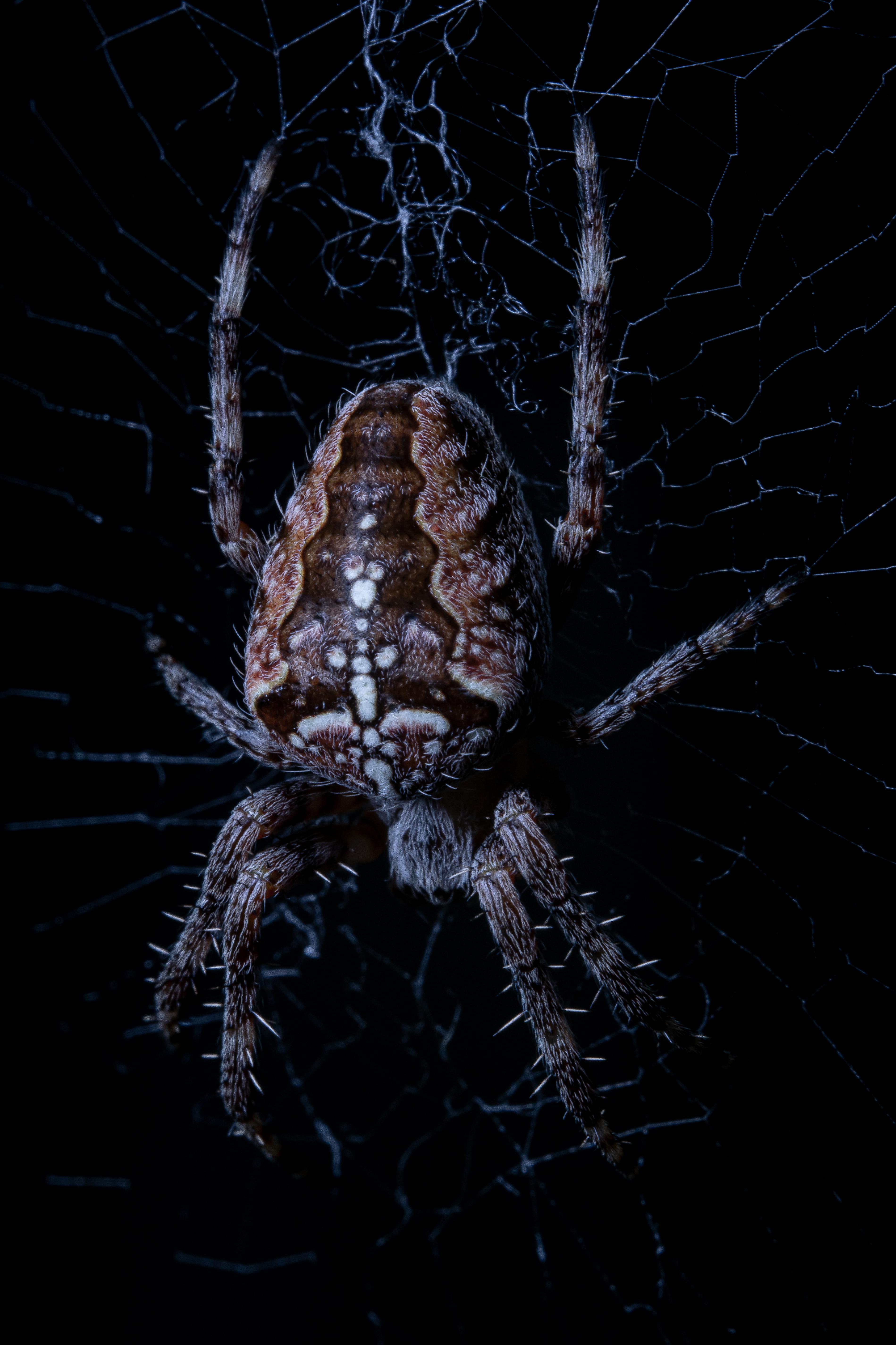 Orb-weaver in the dark | Scrolller